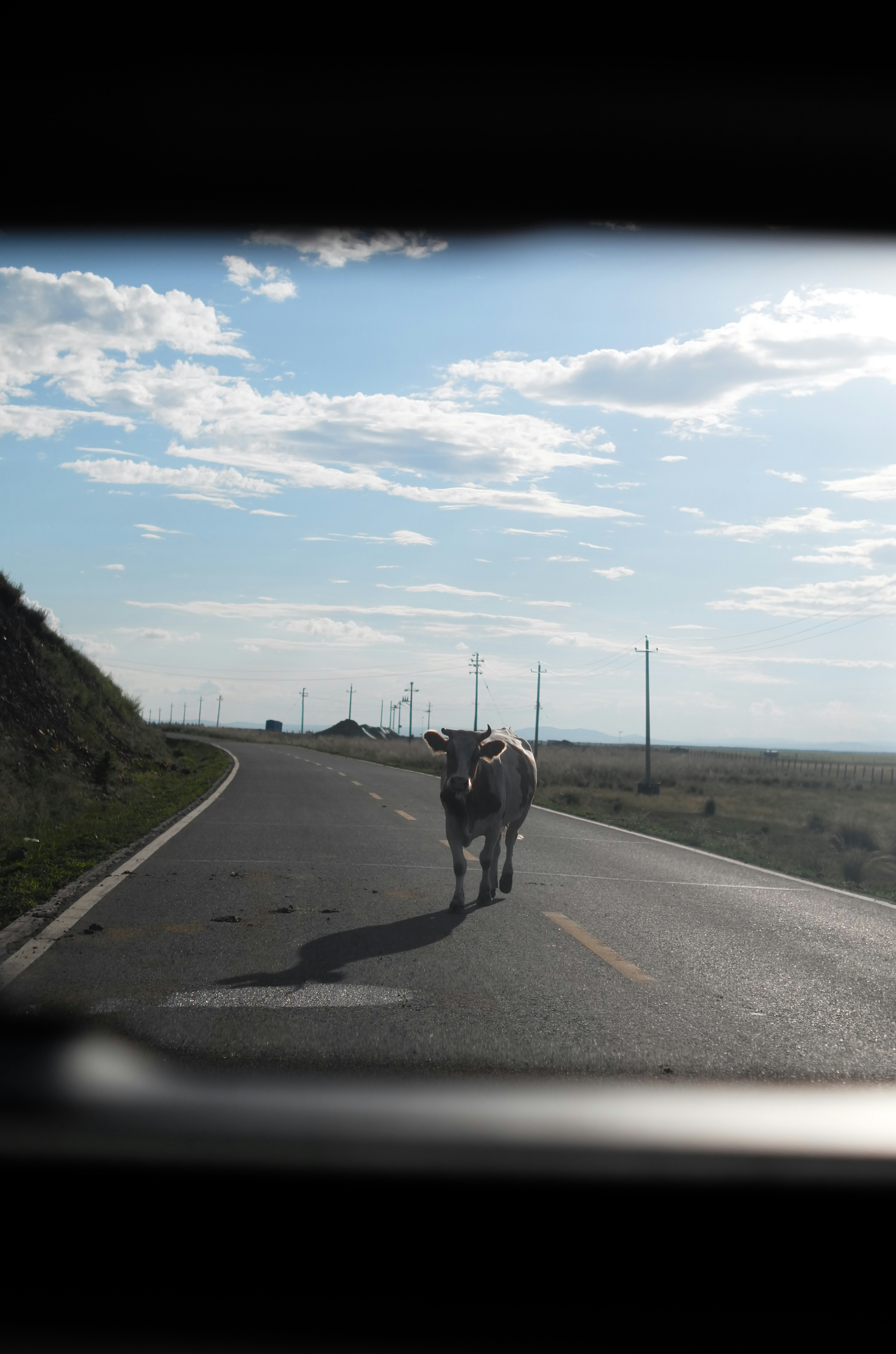 Cow on a Quiet Horizon: Roadside Encounter