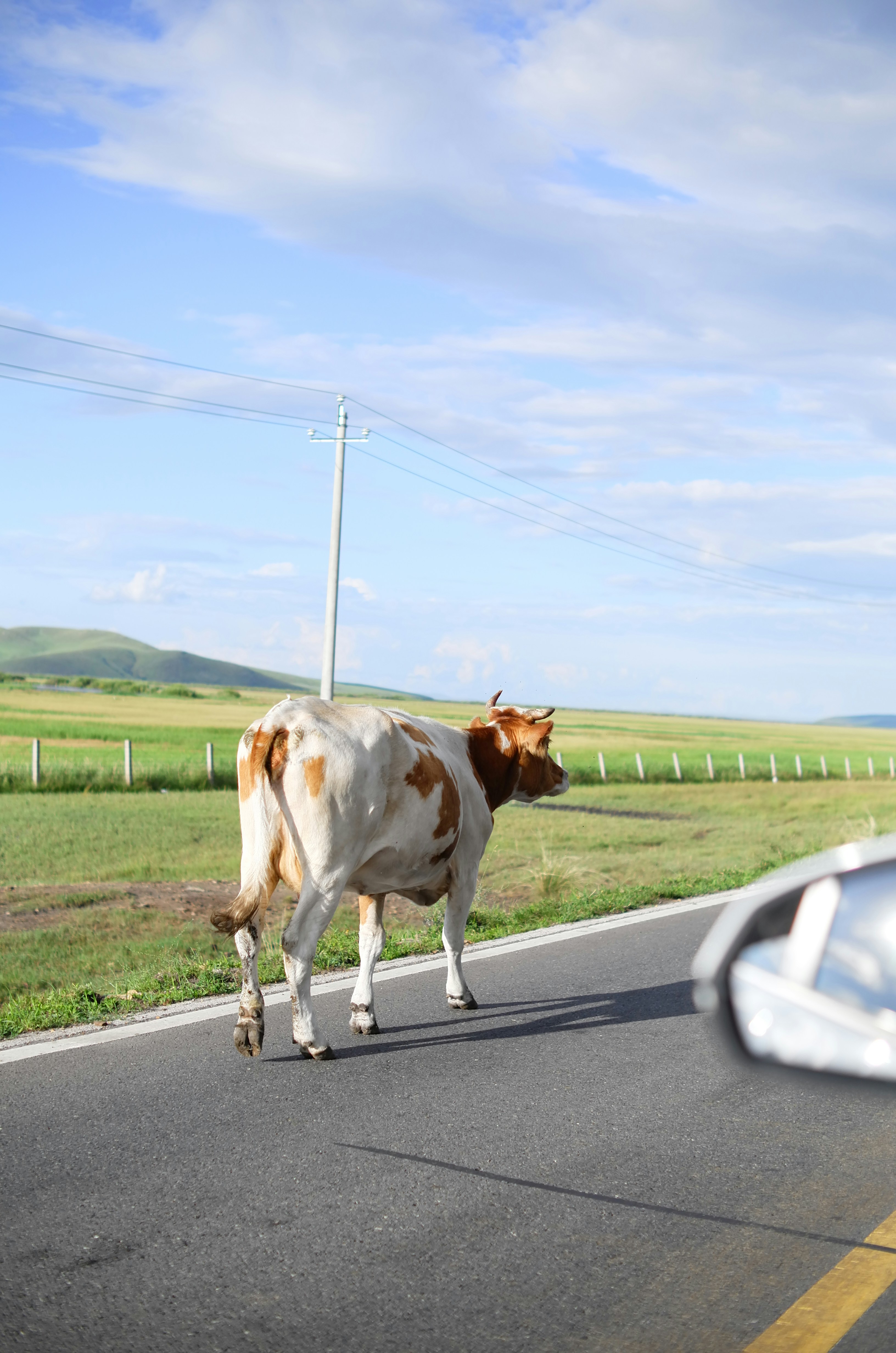 Cattle Crossing: A Lone Cow Pauses on an Open-Span Rural Road