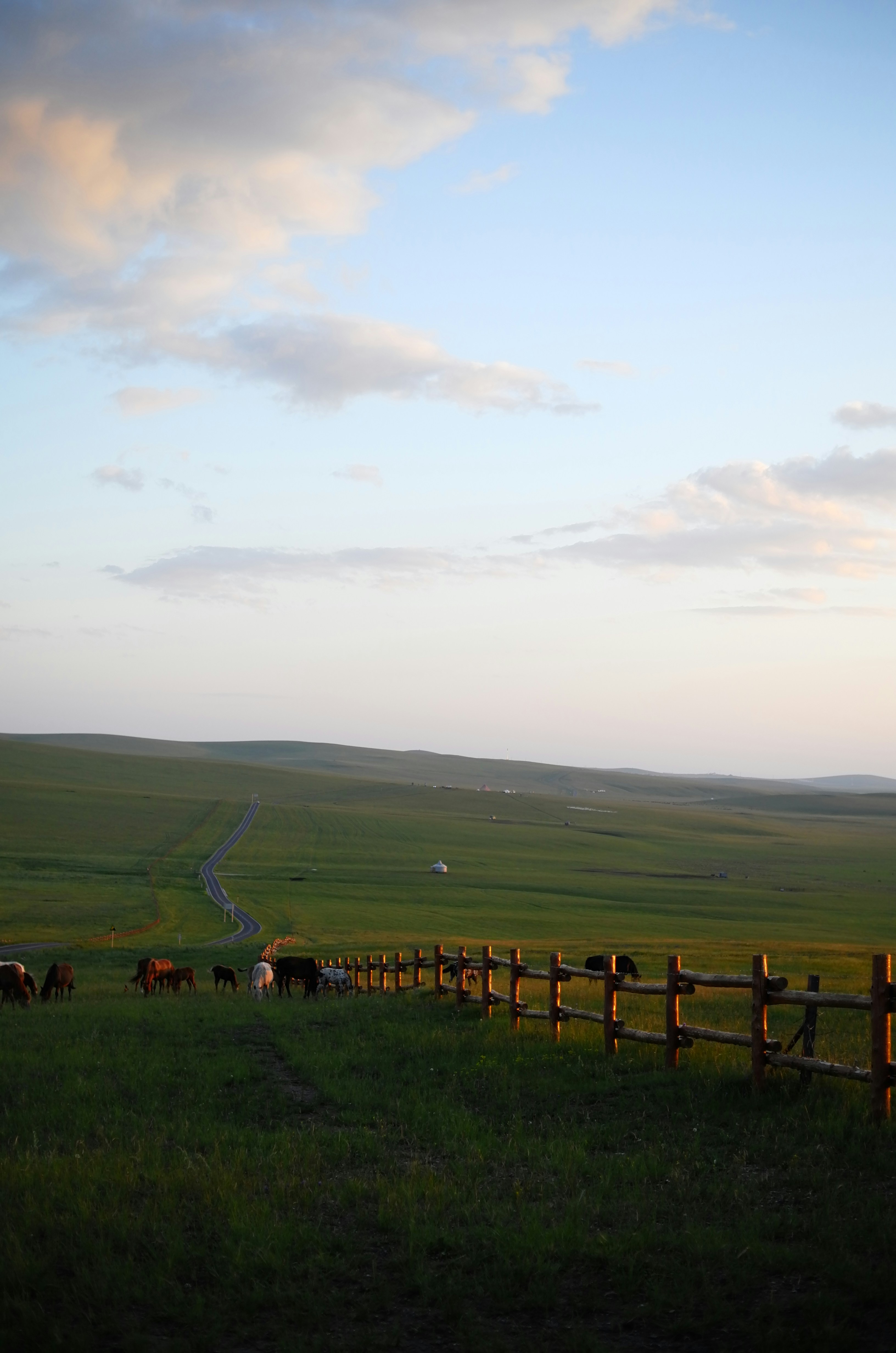 Rolling pasture with a winding road, cattle along a wooden fence, and soft evening light under a wide sky.
