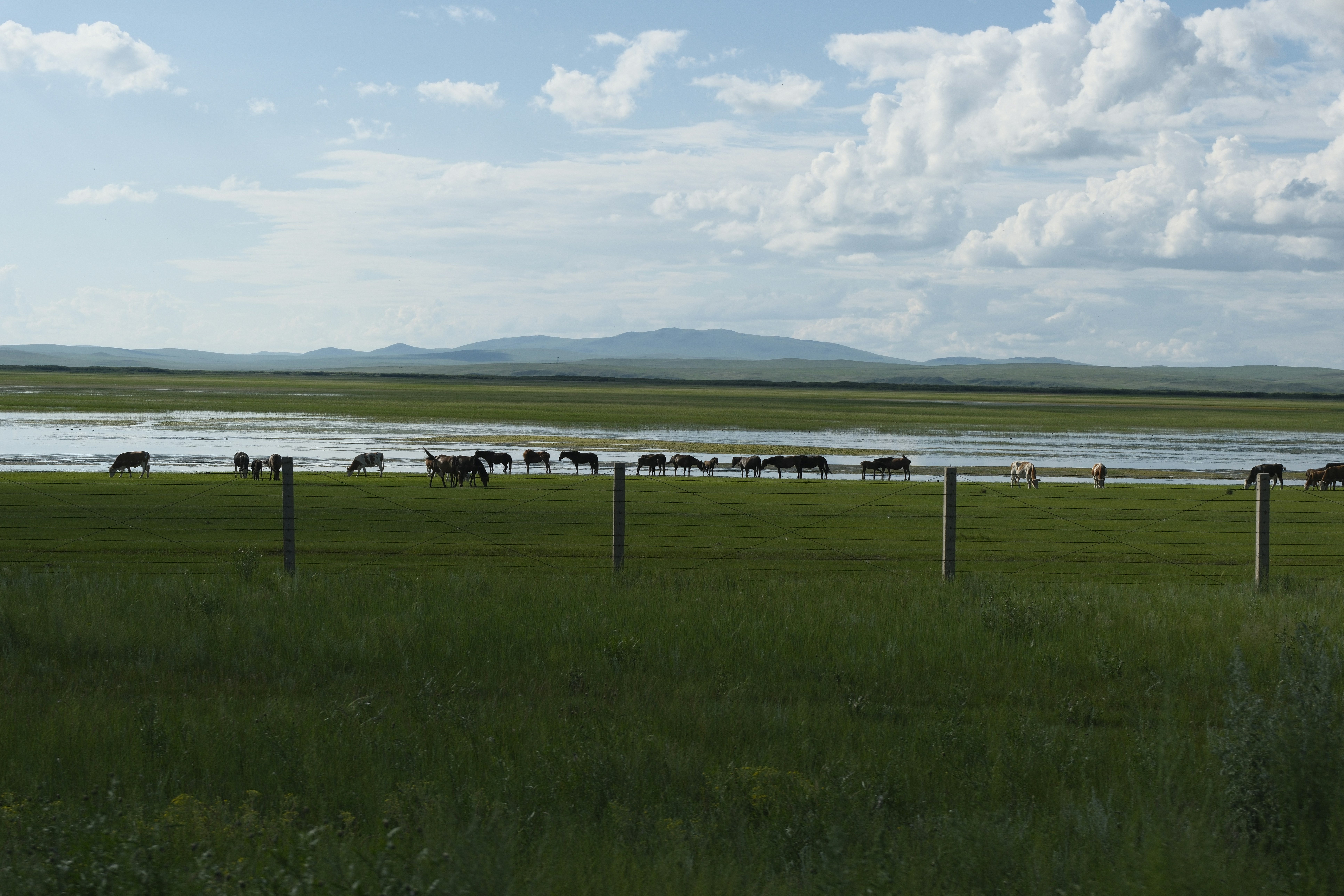 Grazing Ridge: Cattle Along a Distant Horizon