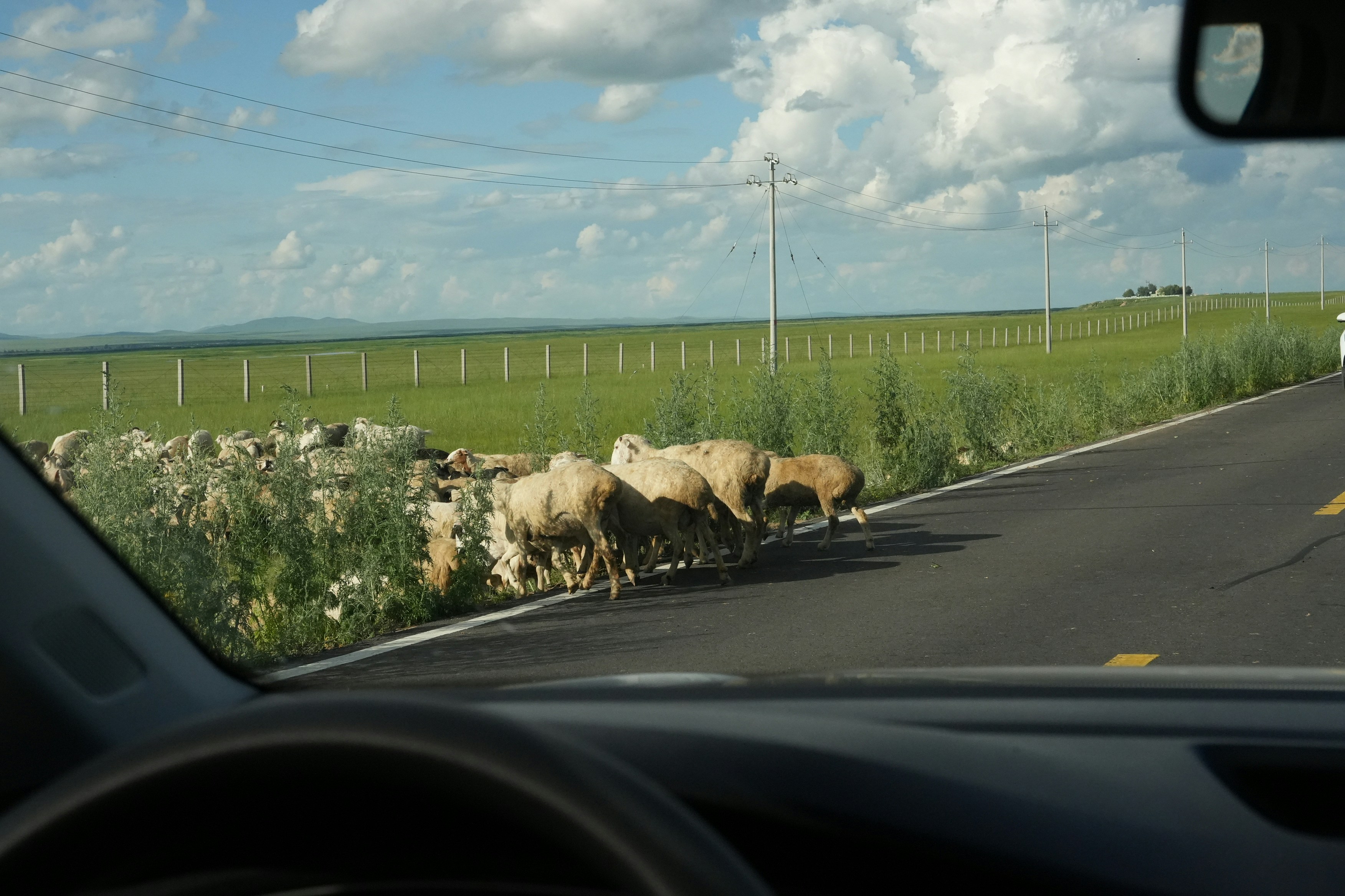 Flock of Sheep Crossing a Rural Road at the Horizon