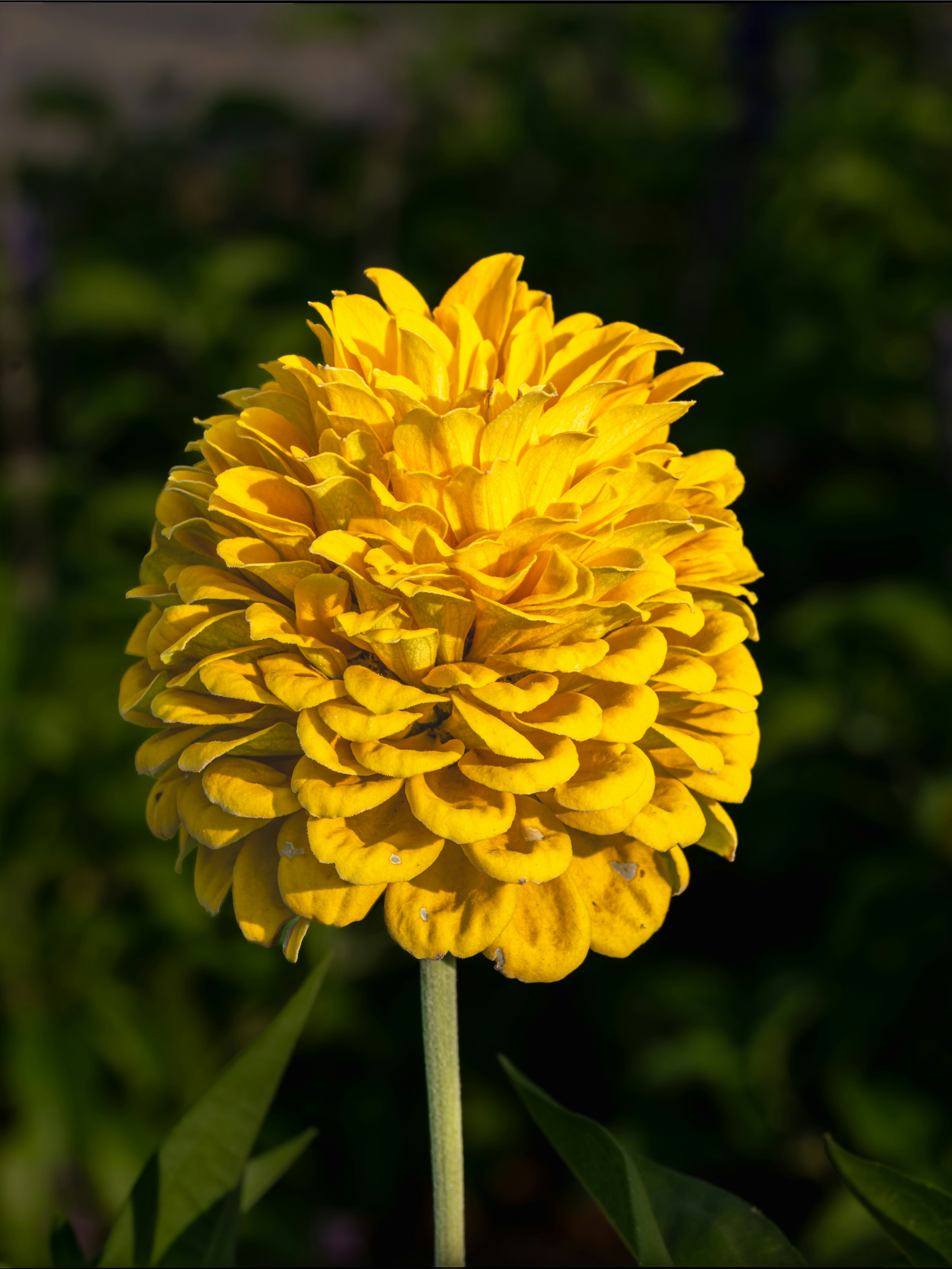 A Golden Crown: Close-Up on a Luminous Dahlia