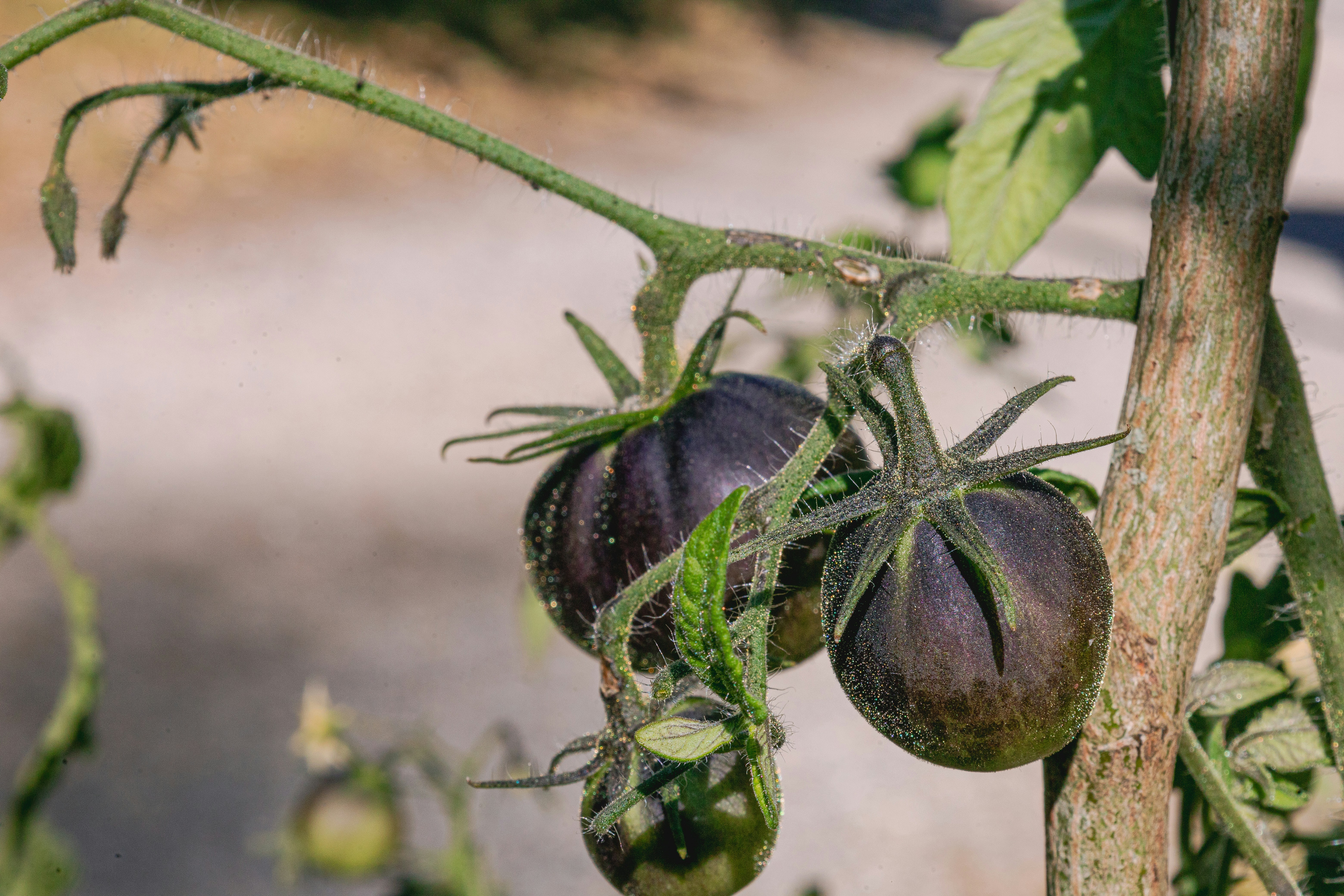 Dark Indigo Tomatoes Beckon from a Sunlit Vine