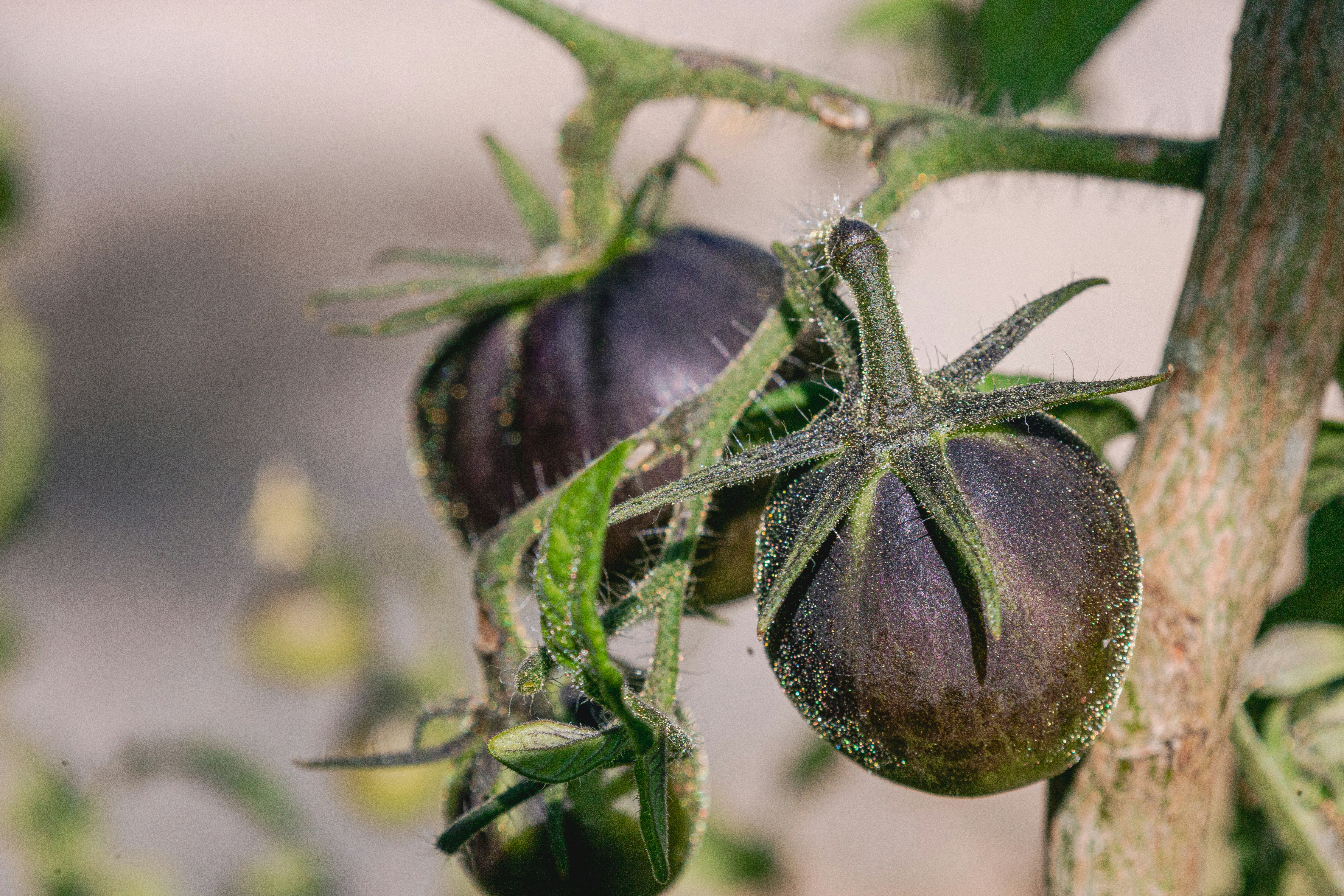 Dark-Bed Tomato Helix: A Whisper of Ripening on the Vine