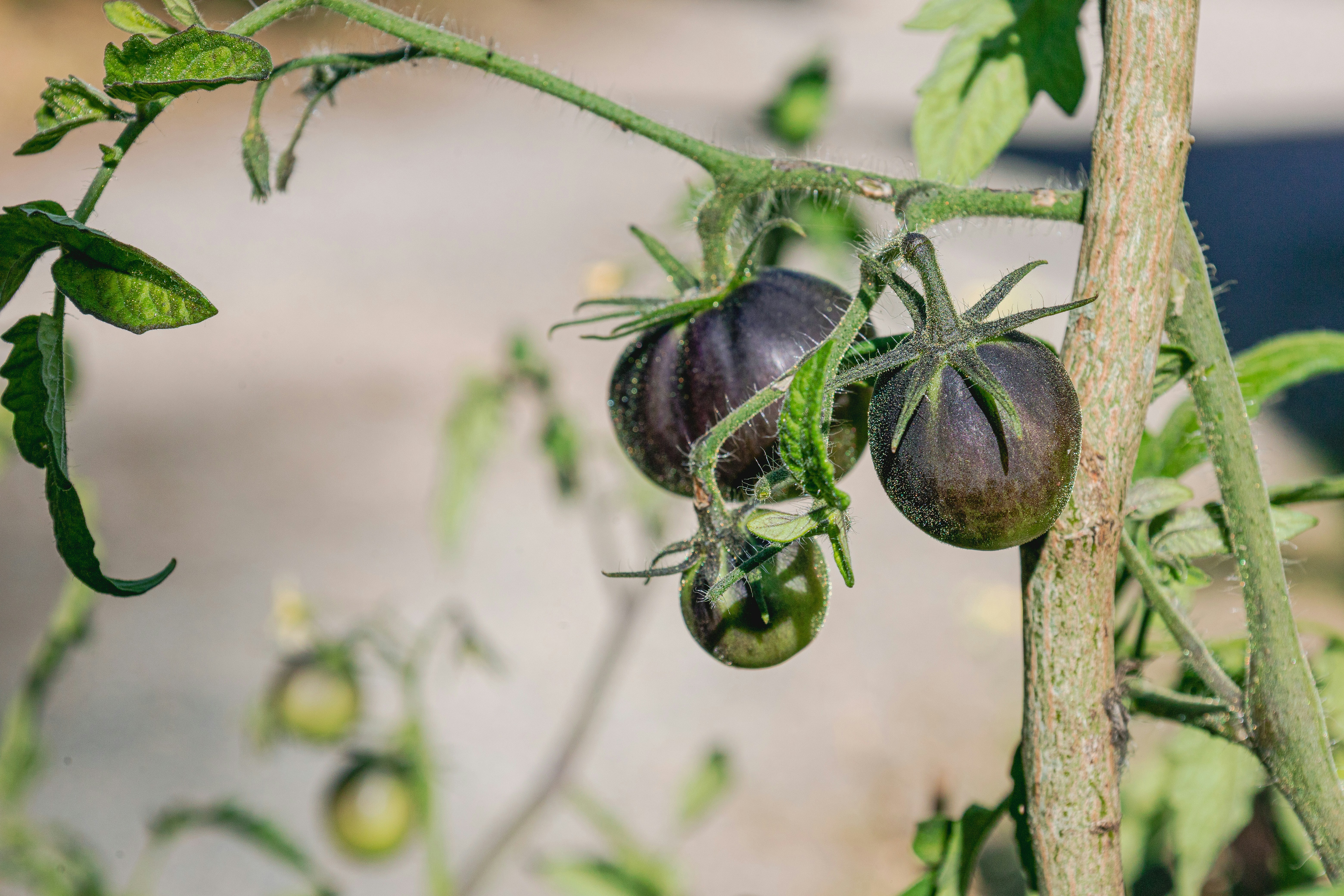 Dark Purple Tomato Twins Under Tender Vines