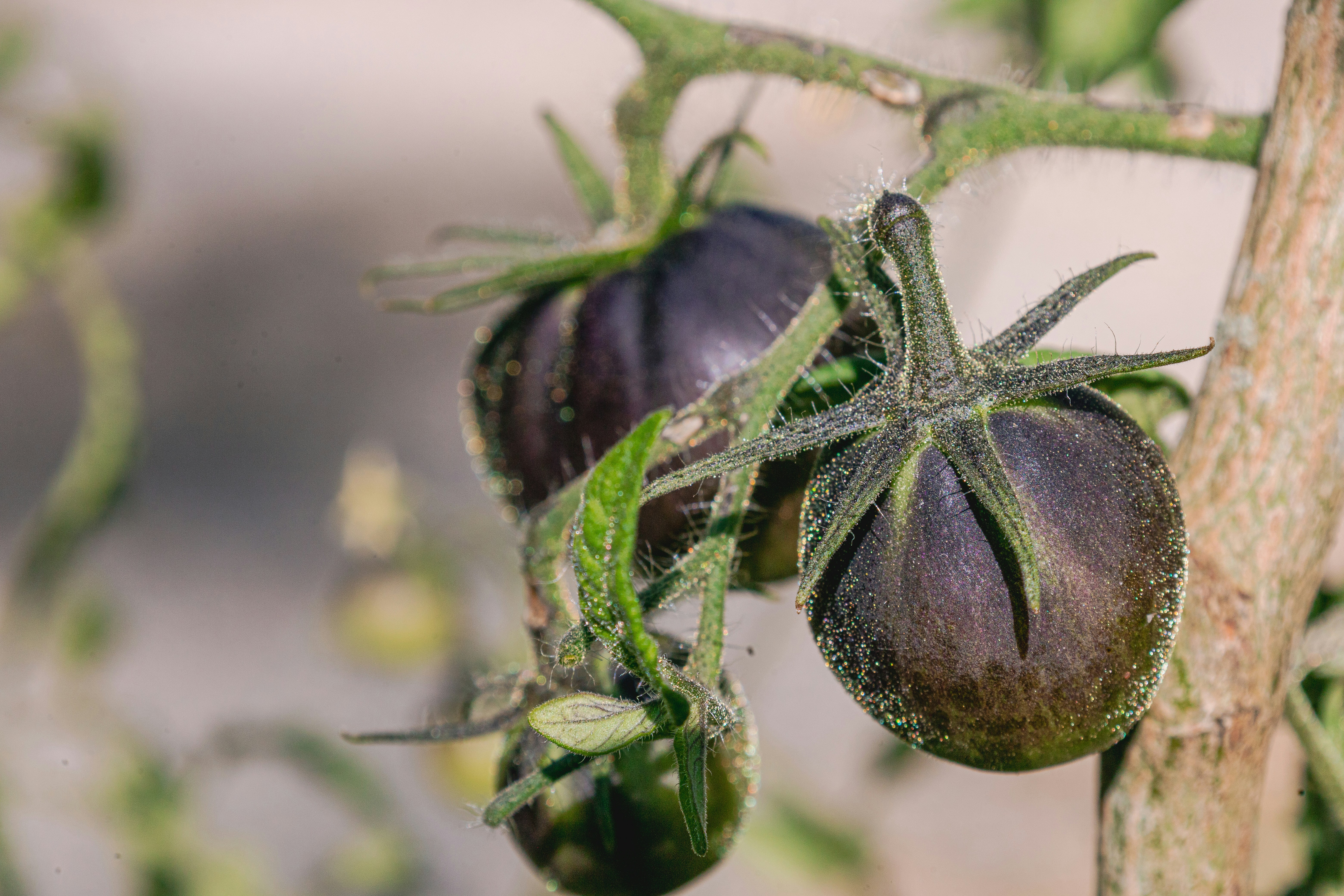 Emerald-tinged Tomatoes: Morning Dew on Velvet Fruit