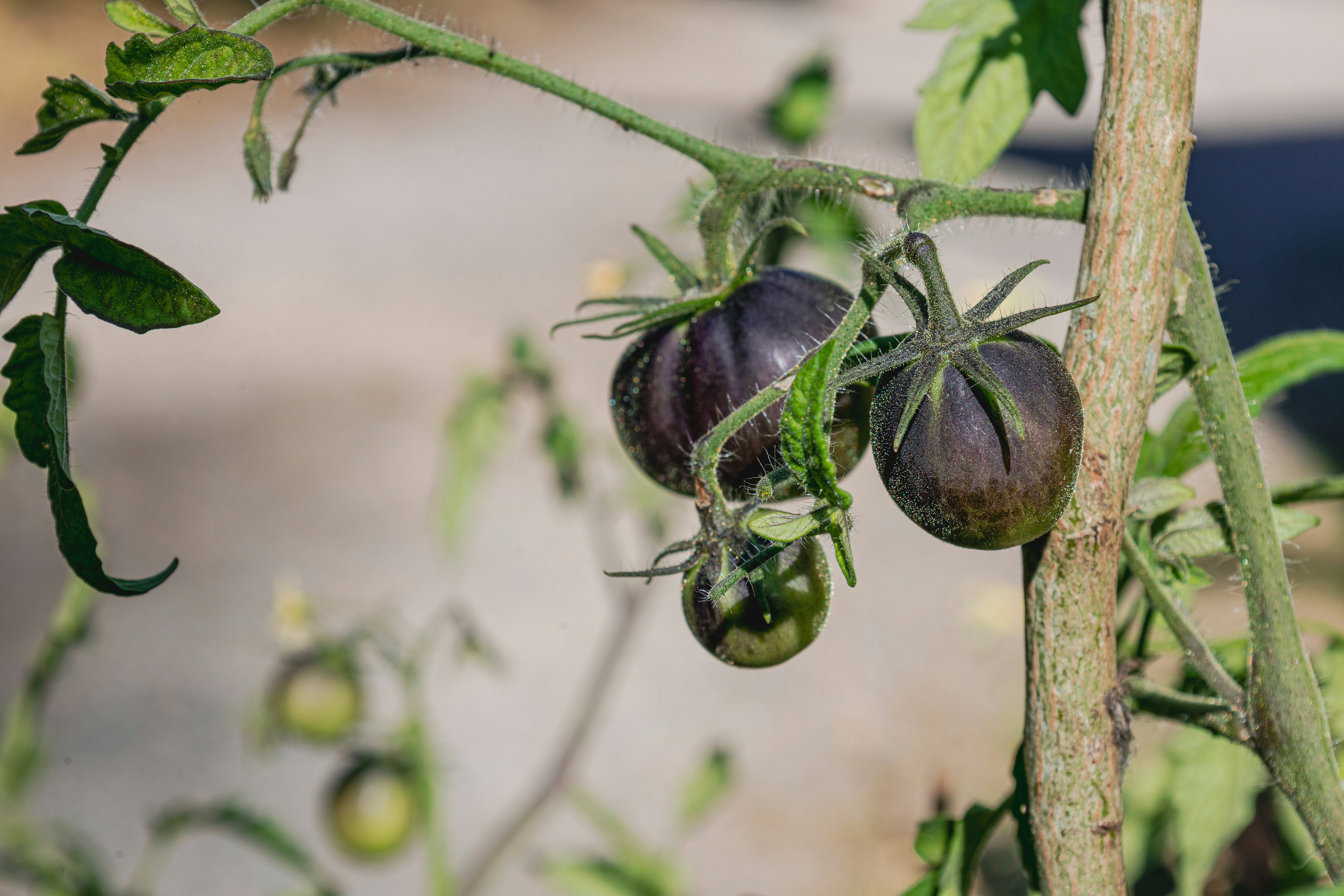 Purple-berry Tomatoes on a Garden Vine