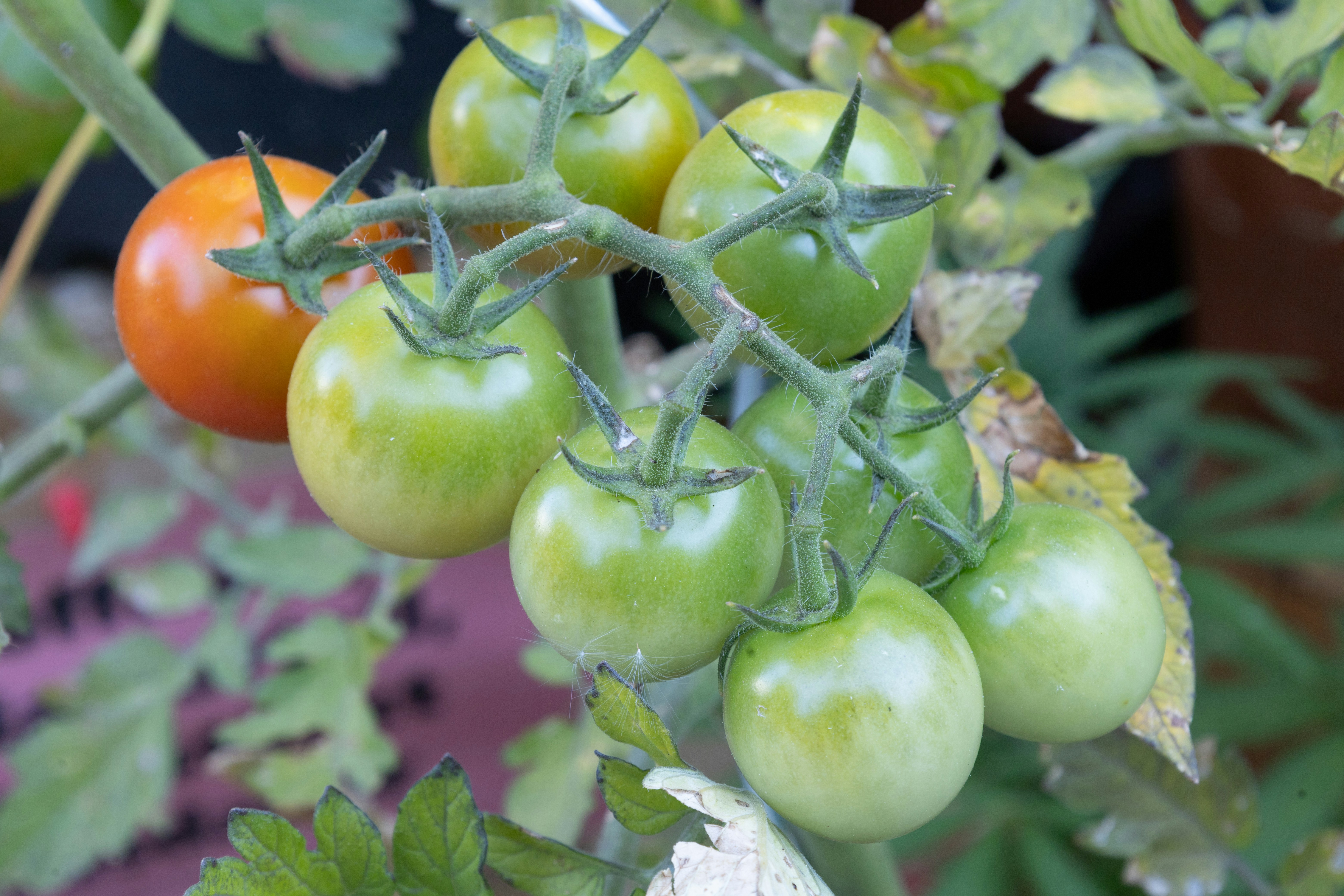 Ripe Cluster on the Vine: a Muted Orange Tomato Among Green Orbs