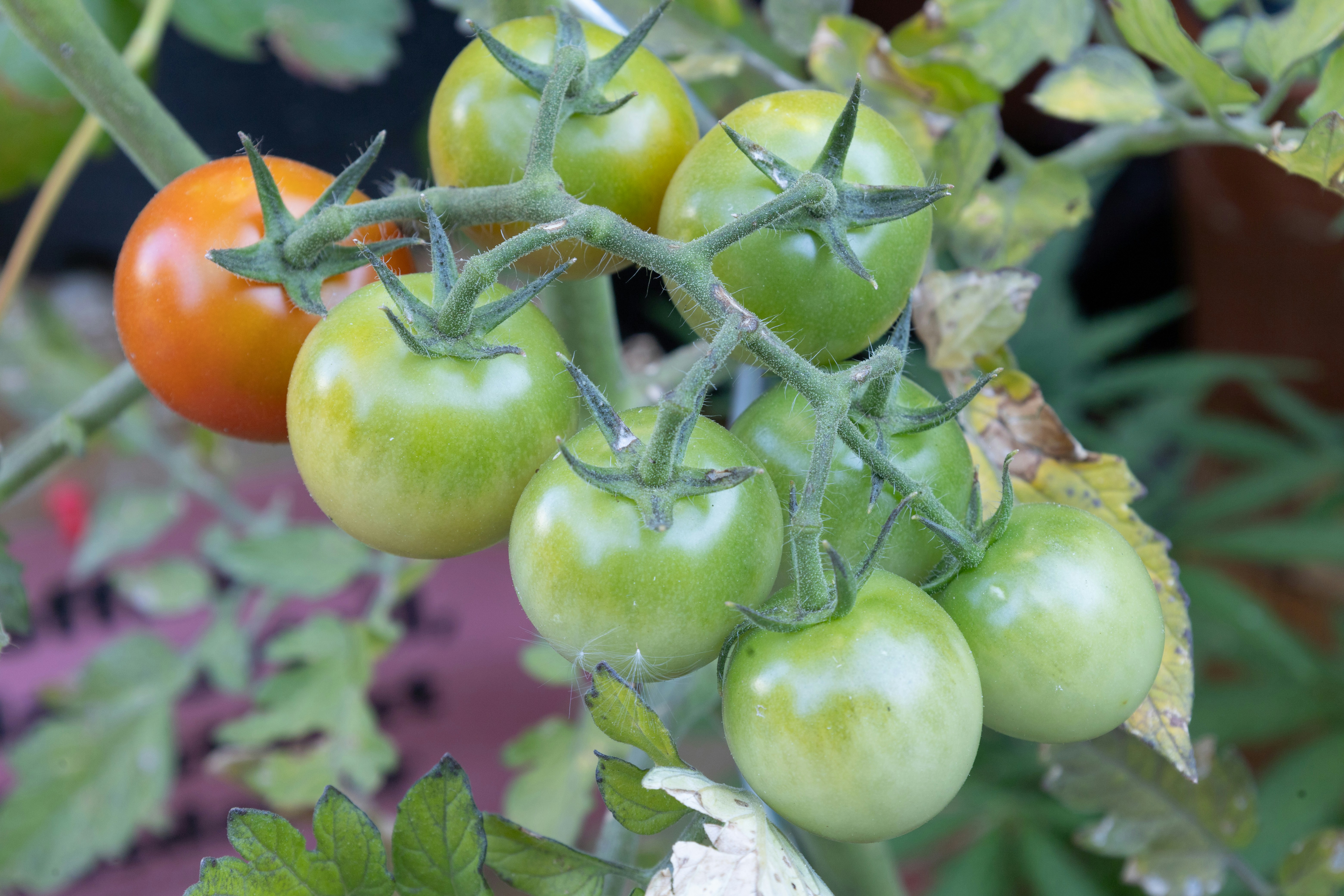 Cluster of Green Tomatoes Ripening on the Vine with a Single Ripe Orange Fruit
