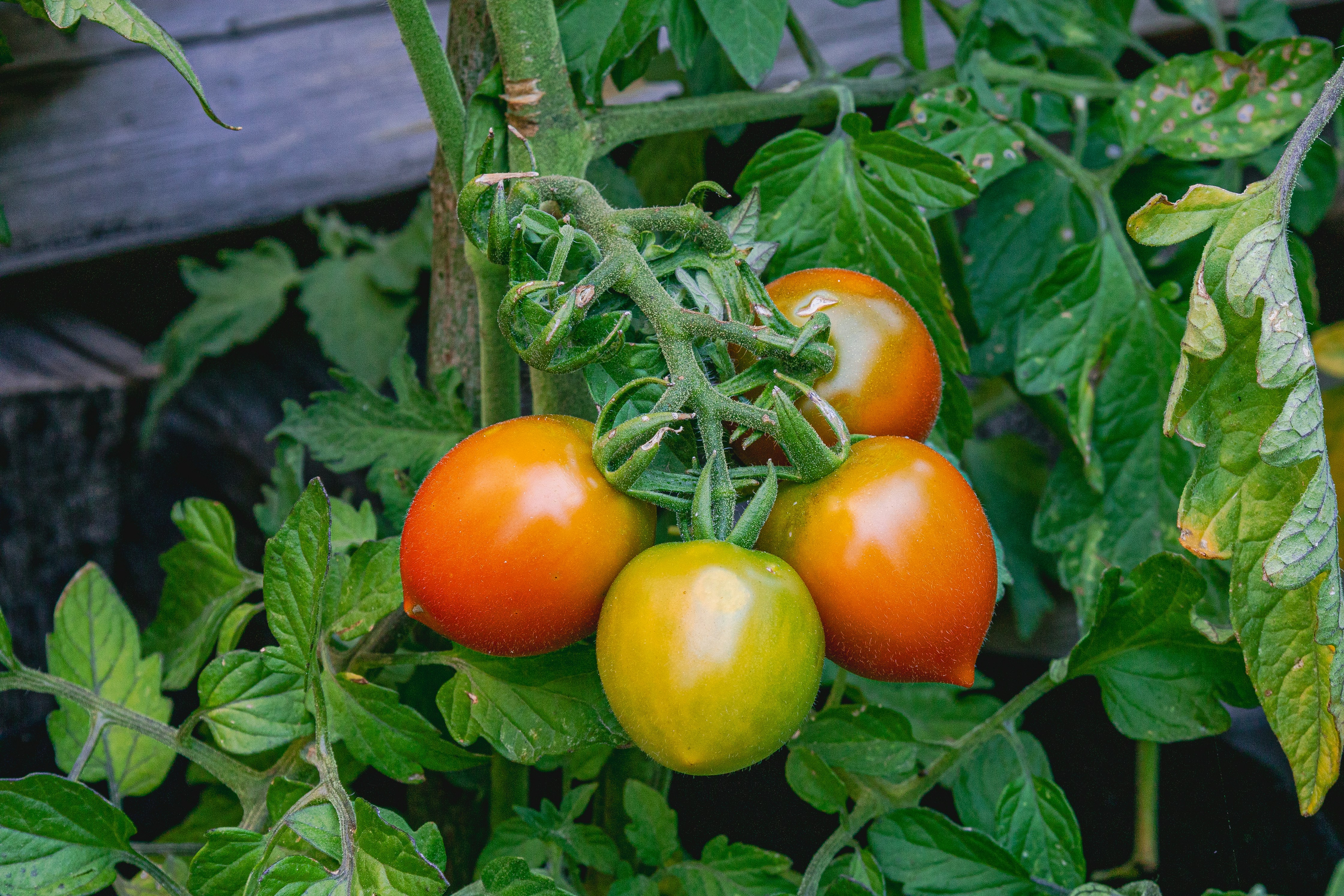 Vine-Ripened Trio: Robusta Cherry Tomatoes in Shared Sun