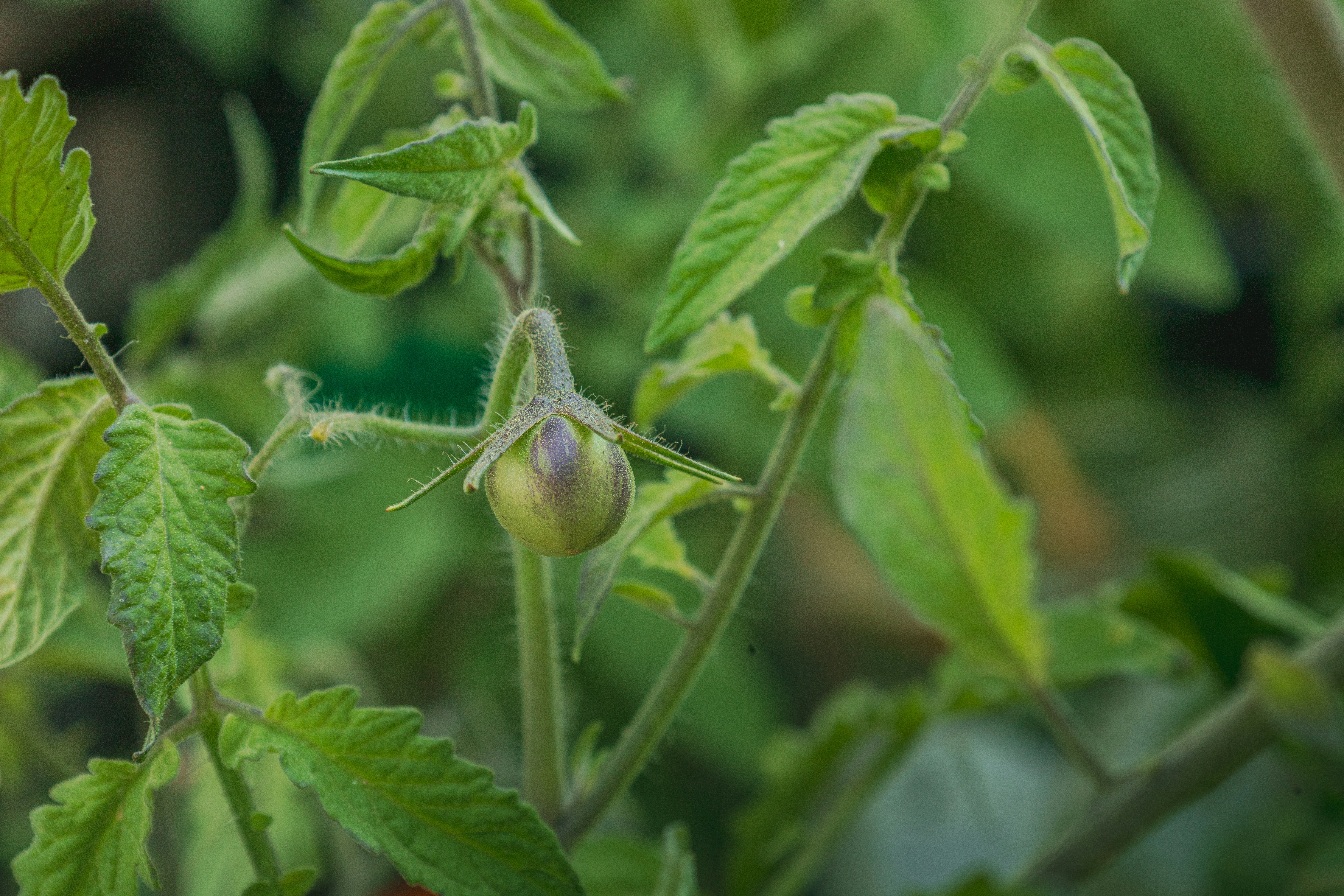 Emergent fruit on a tomato plant framed by serrated leaves