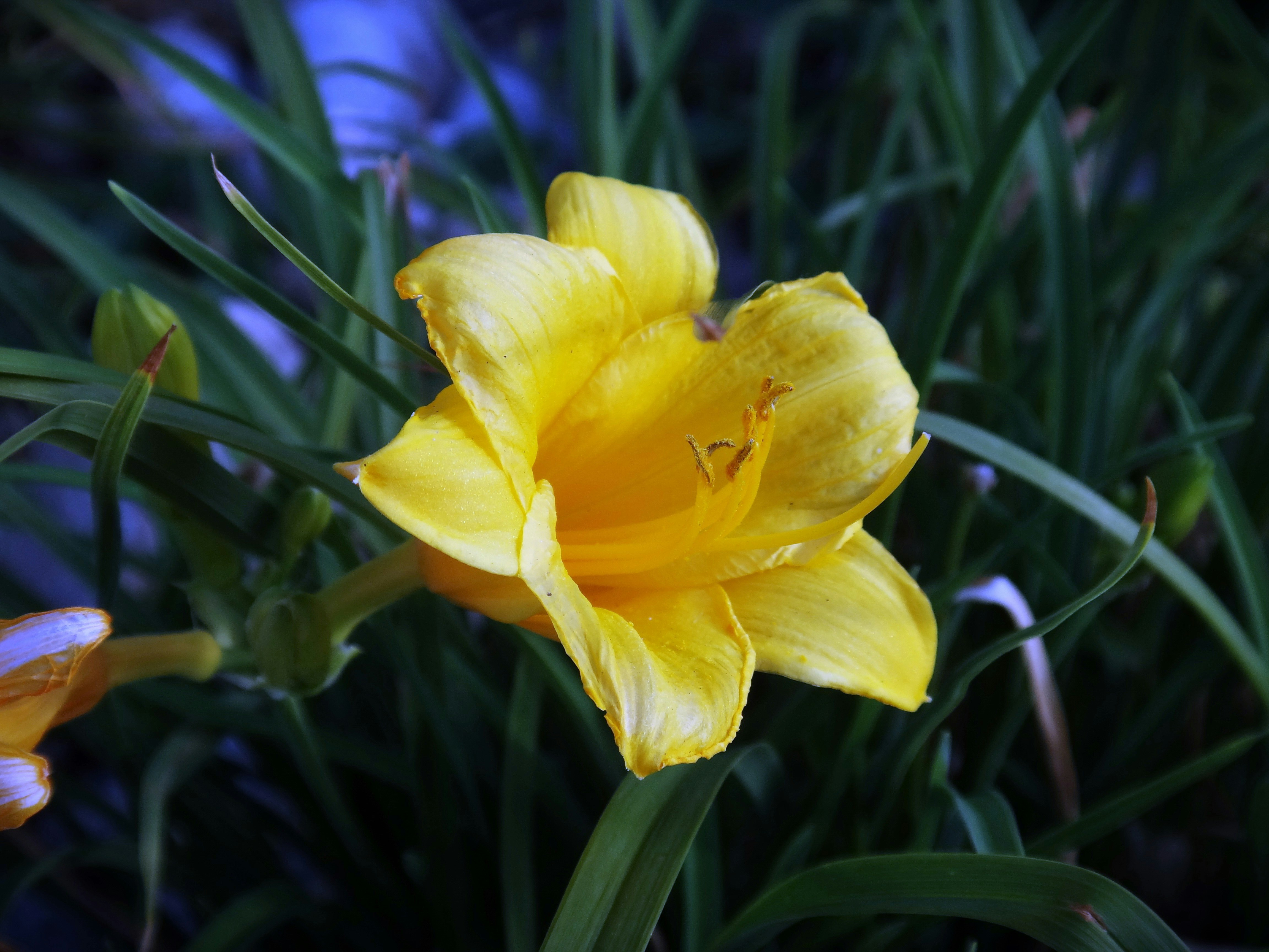 Yellow Daylily Awakens Amid Green Threads