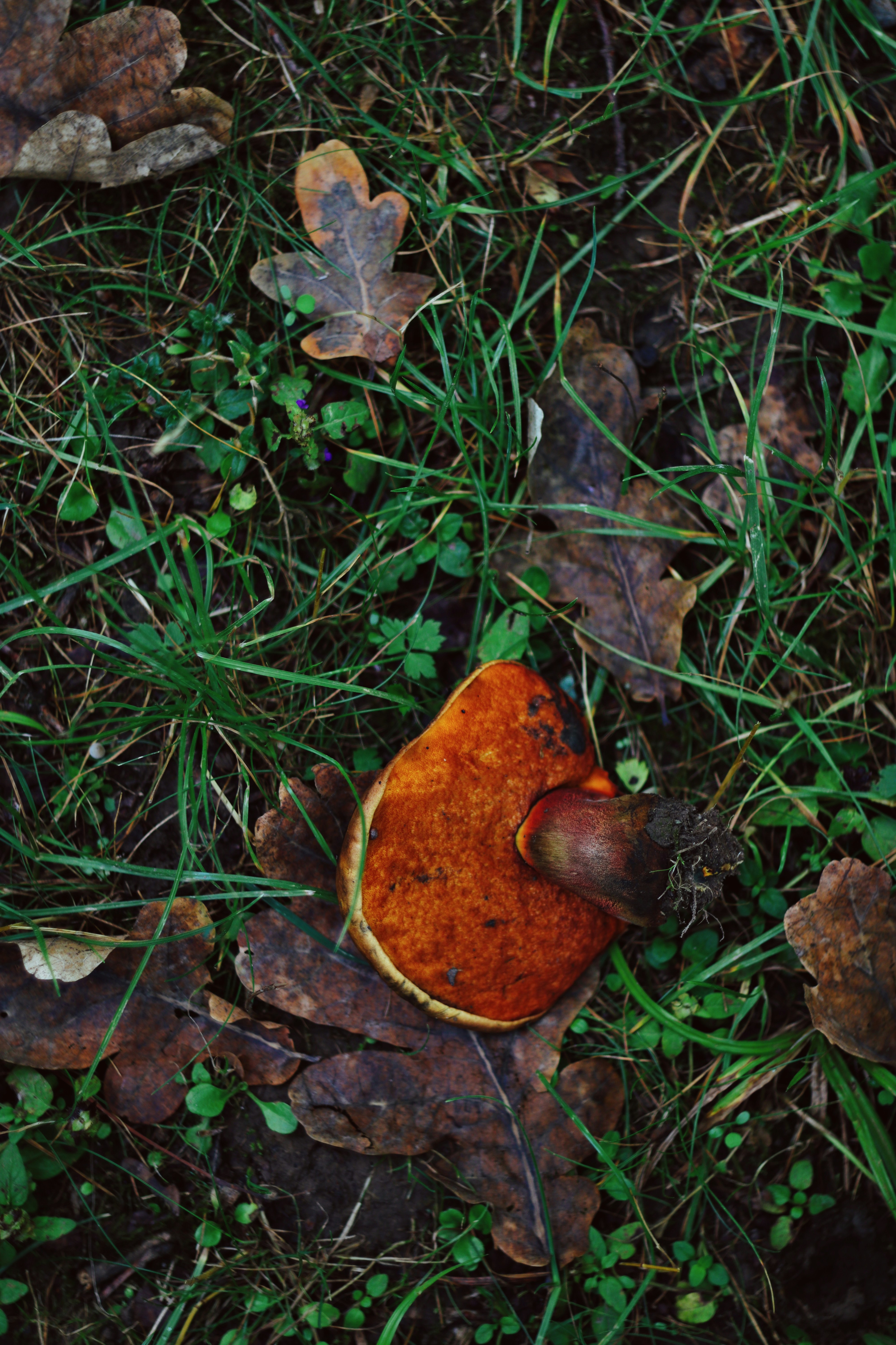Amber Cap Resting among Quiet Autumn Grass