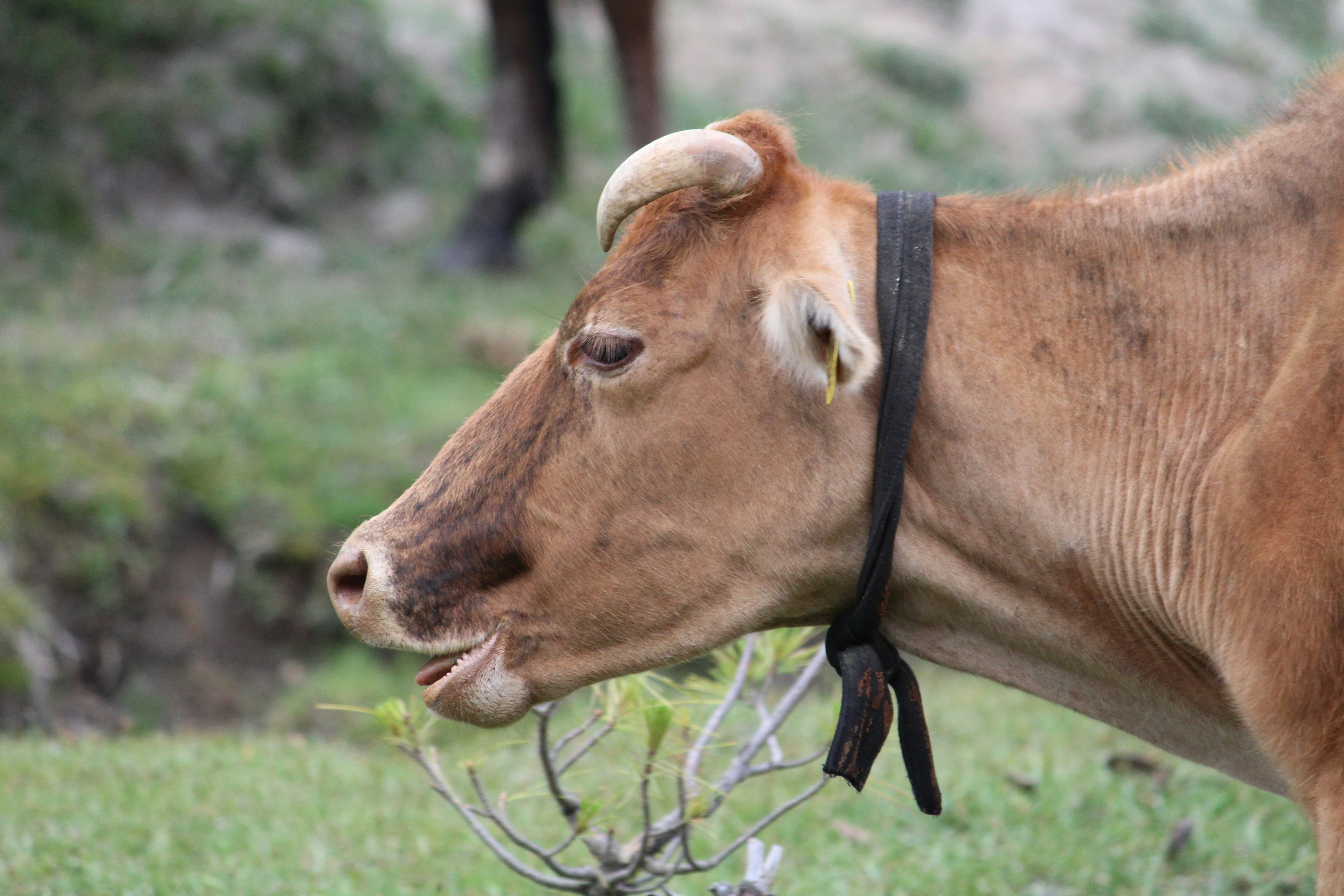 Brown cow in profile with collar, grazing in a grassy field; natural outdoor scene with blurred background.