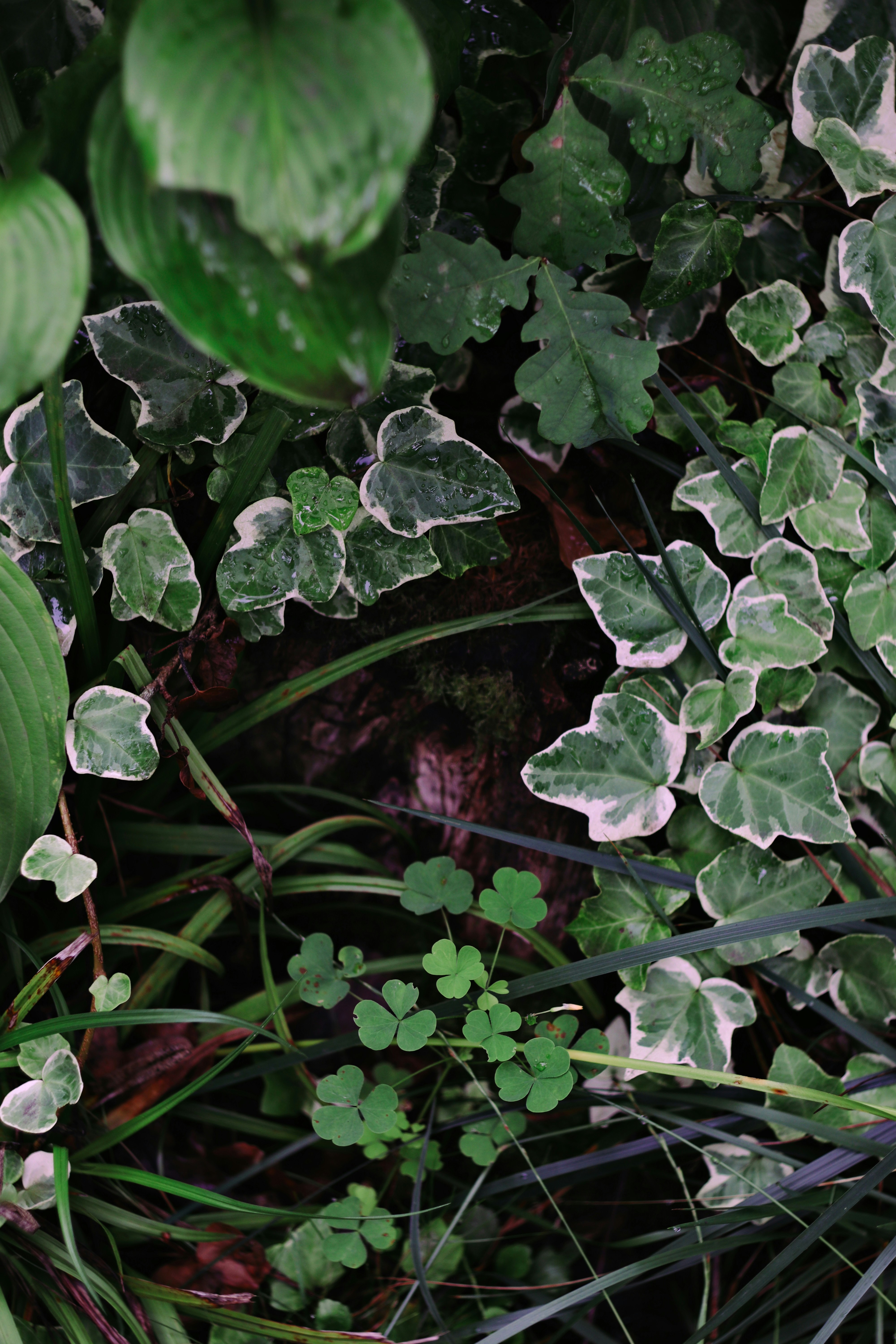 Veil of Green: Variegated Leaves Creeping into Shadow