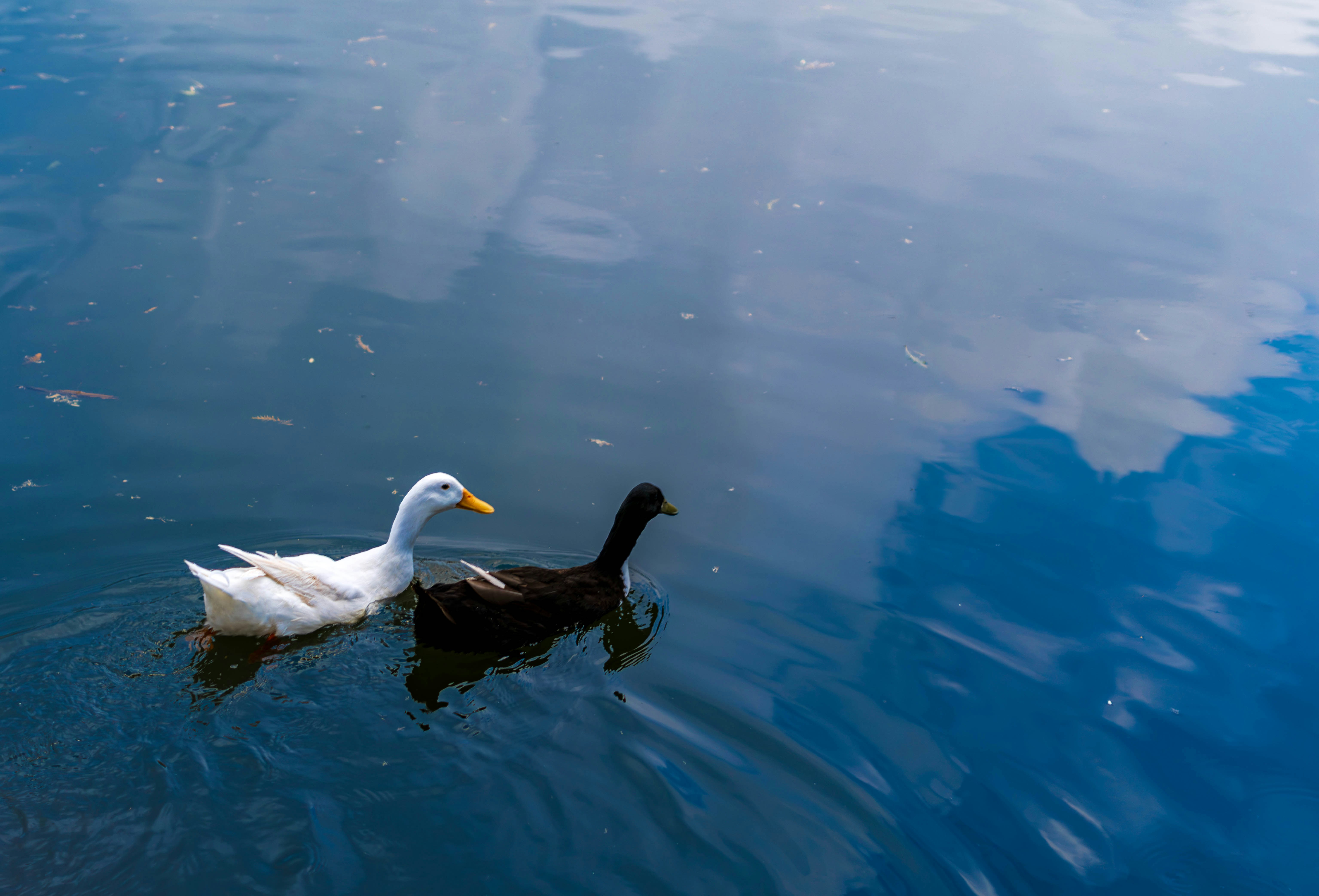Twin Ducks on Glassy Lake: A Quiet Moment in Blue