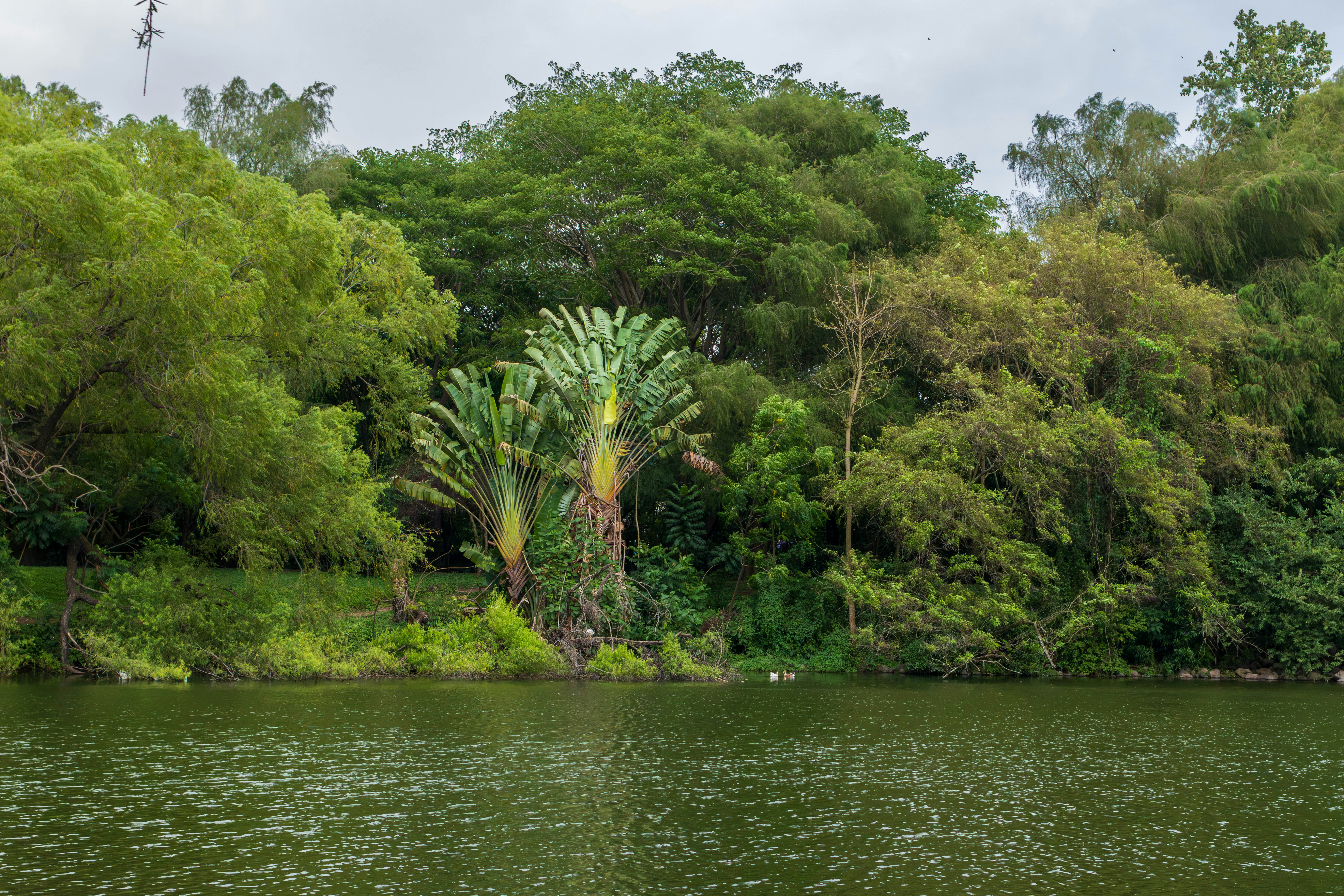 Lush riverbank with sunlit fan palms rising from a quiet shoreline