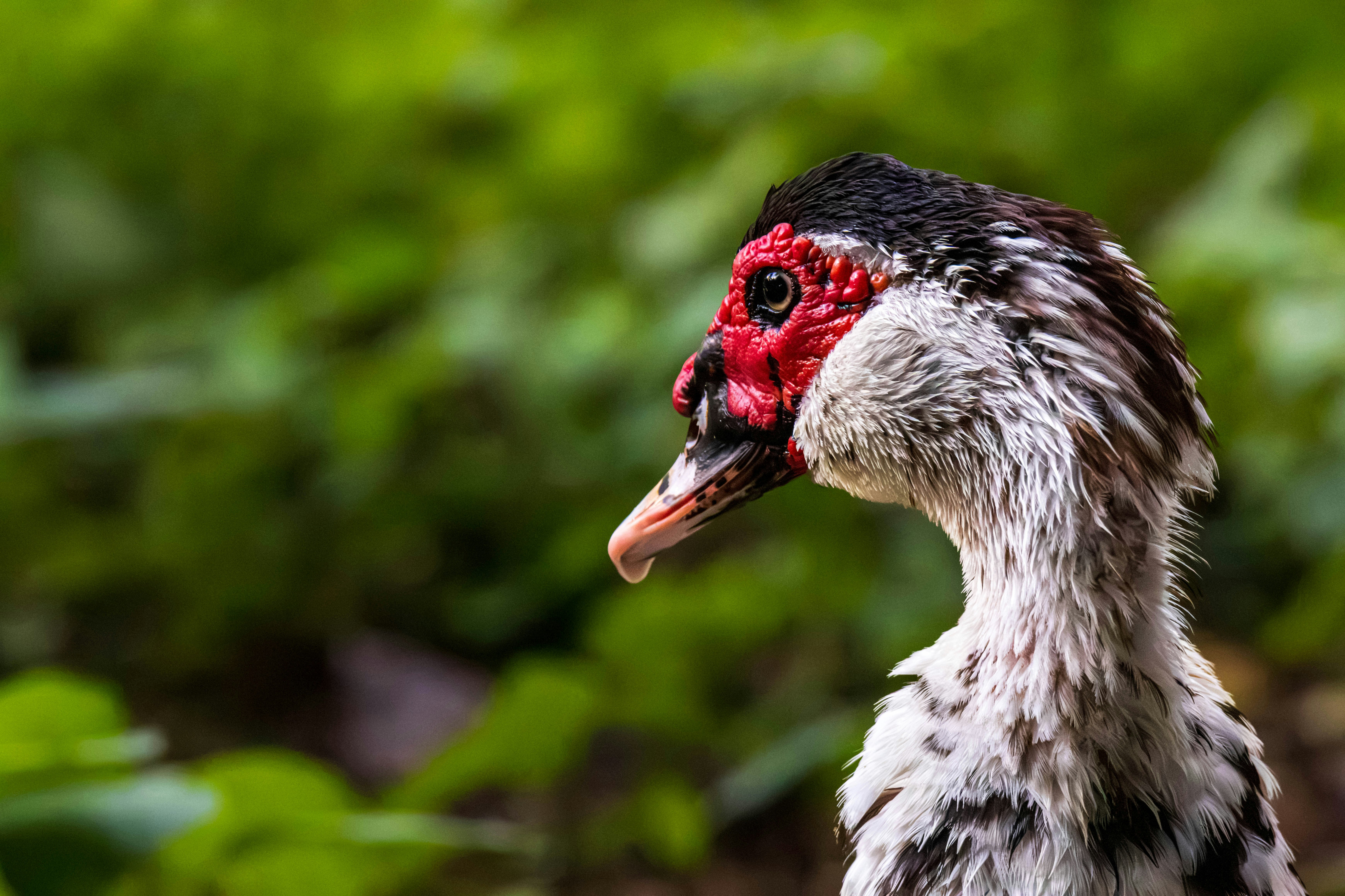 Red-faced Goosehead: Portrait of a Waterfowl in Focus
