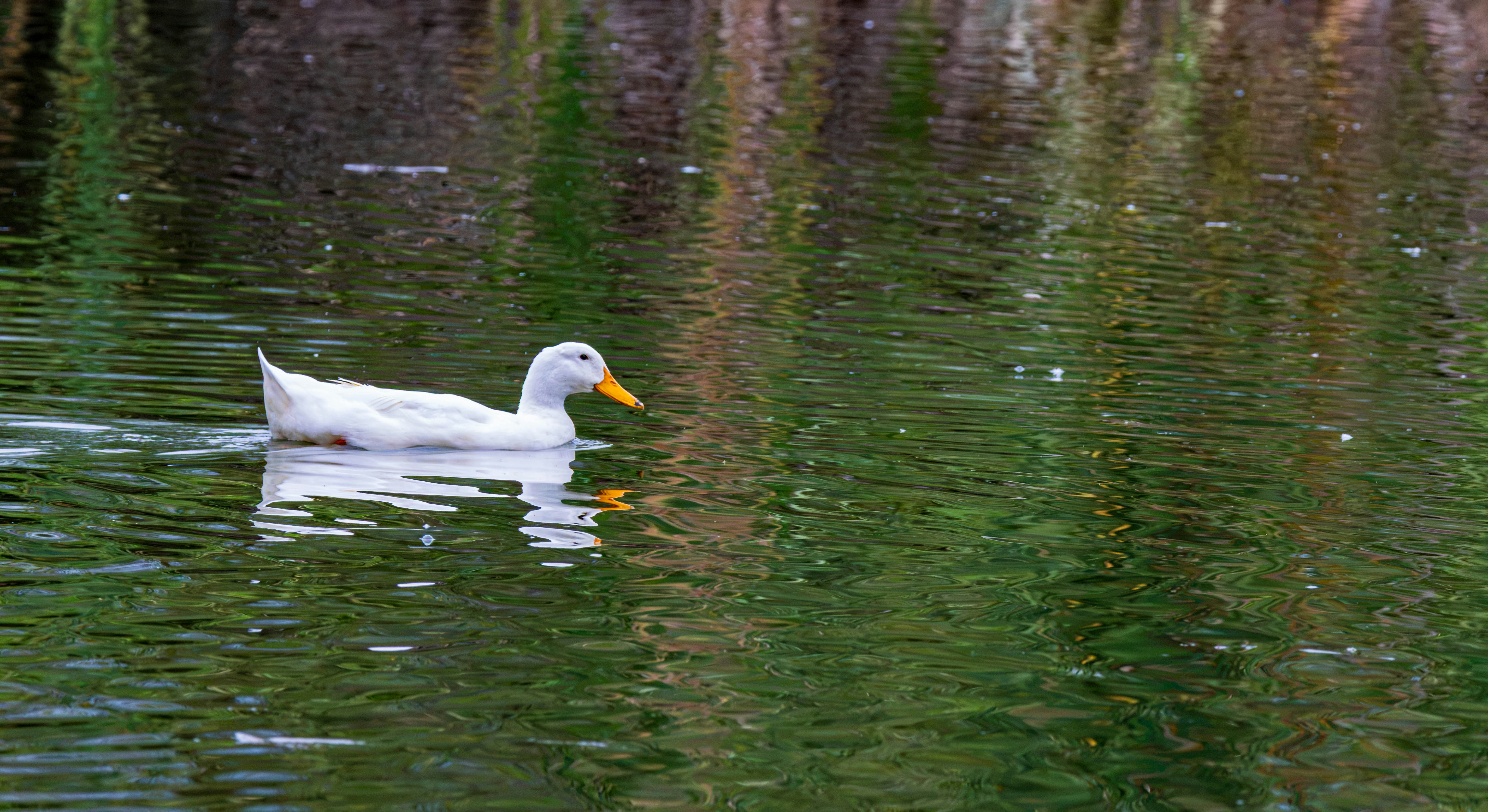 White duck glides across a green-reflective body of water, its orange bill contrasting with the rippling surface and subtle background foliage.