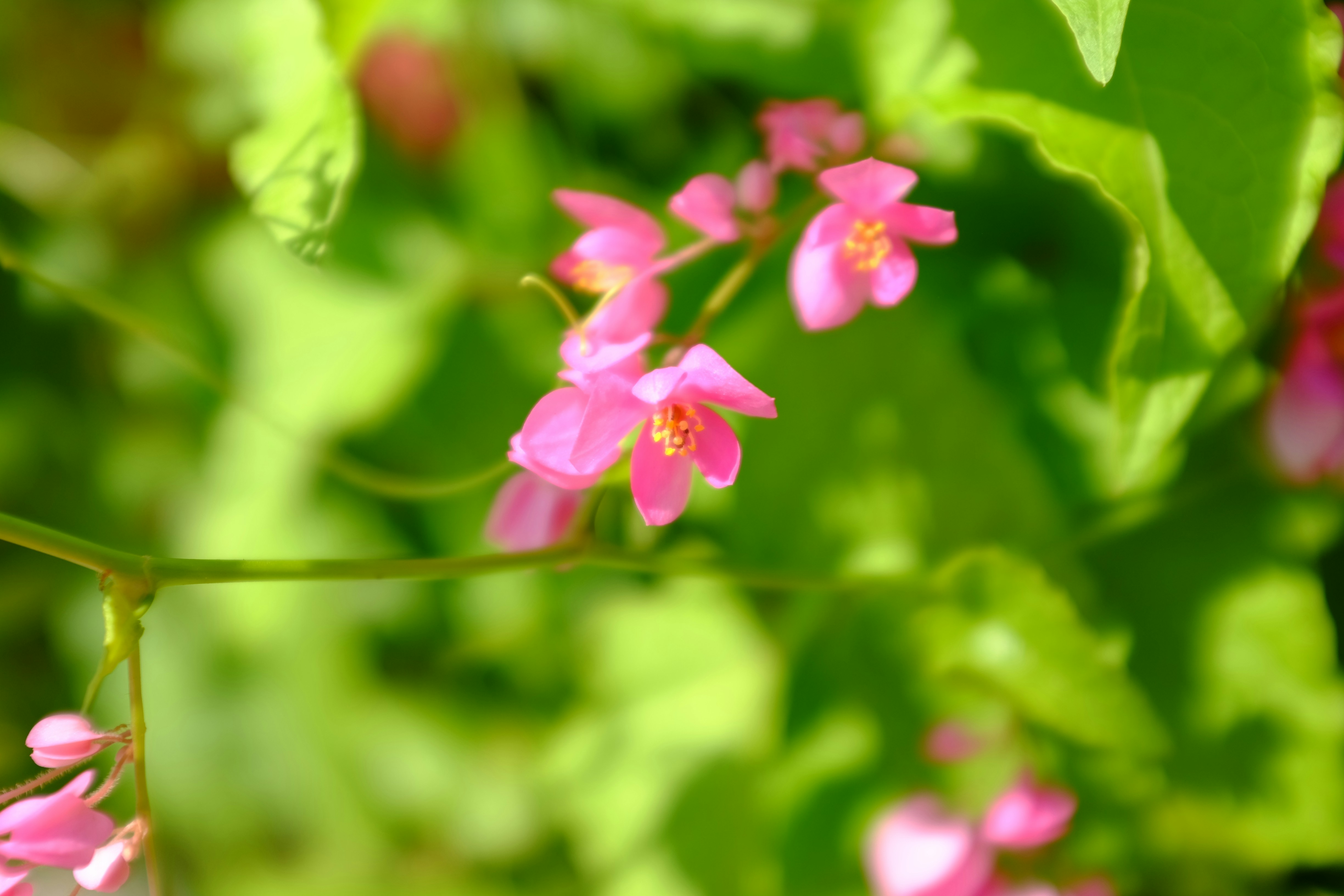 Pink blossoms on a sunlit vine frame the green backdrop