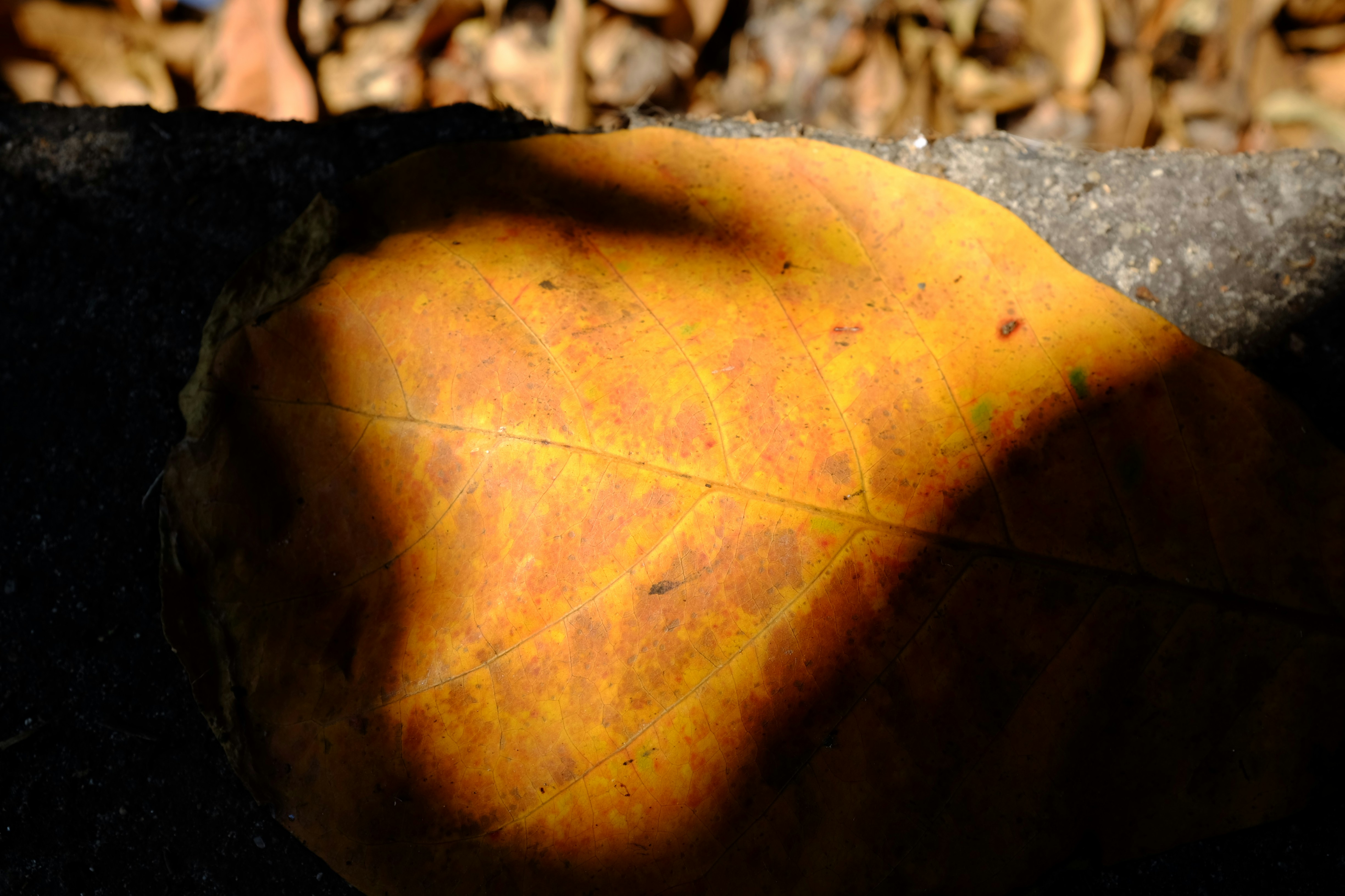 A single yellow-orange leaf lies atop a dark stone surface with shadows sweeping across its surface, hinting at autumn textures and natural lighting.