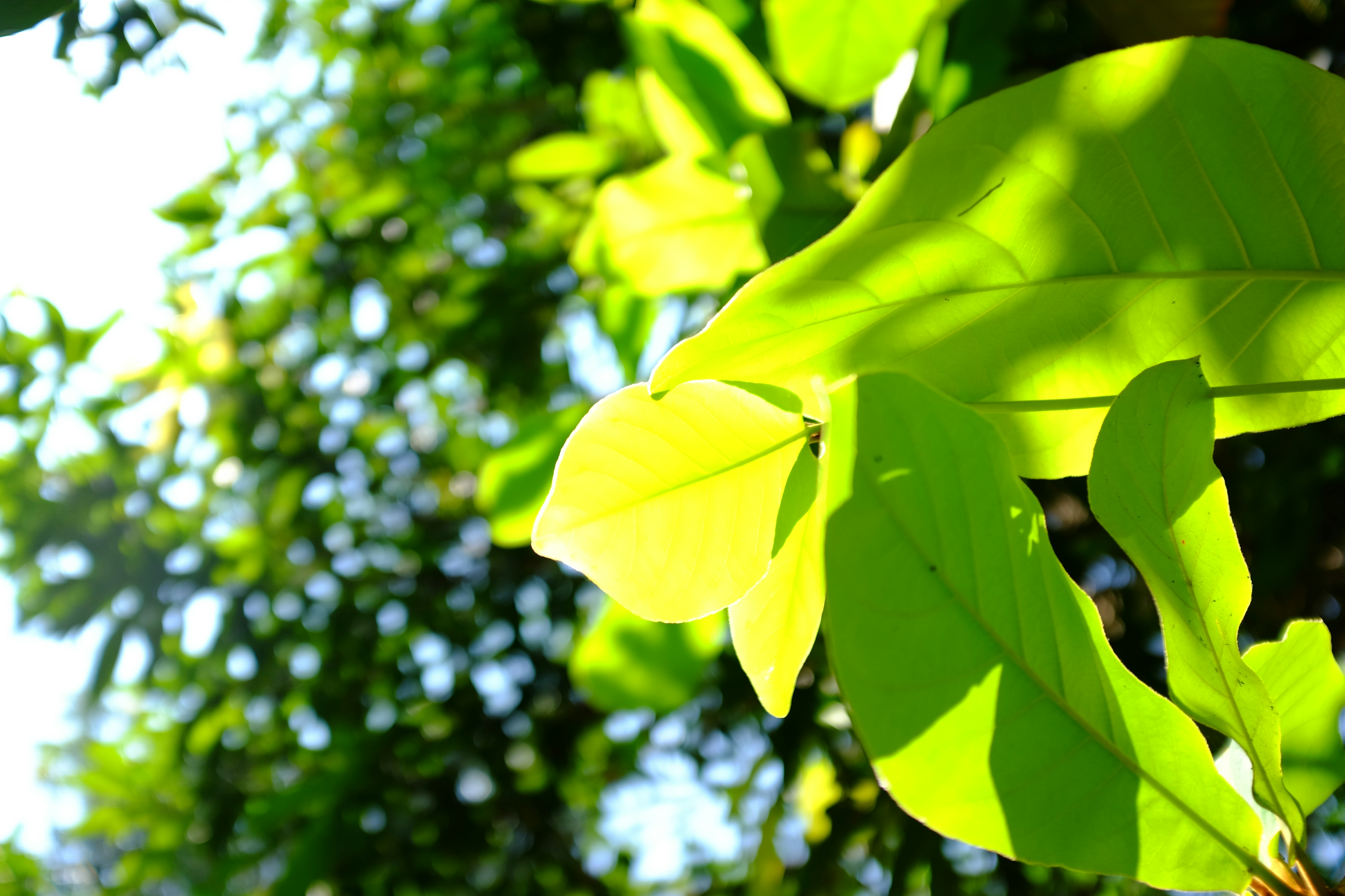 Sunlit Citrus Leaves: A Burst of Green Against a Bright Sky