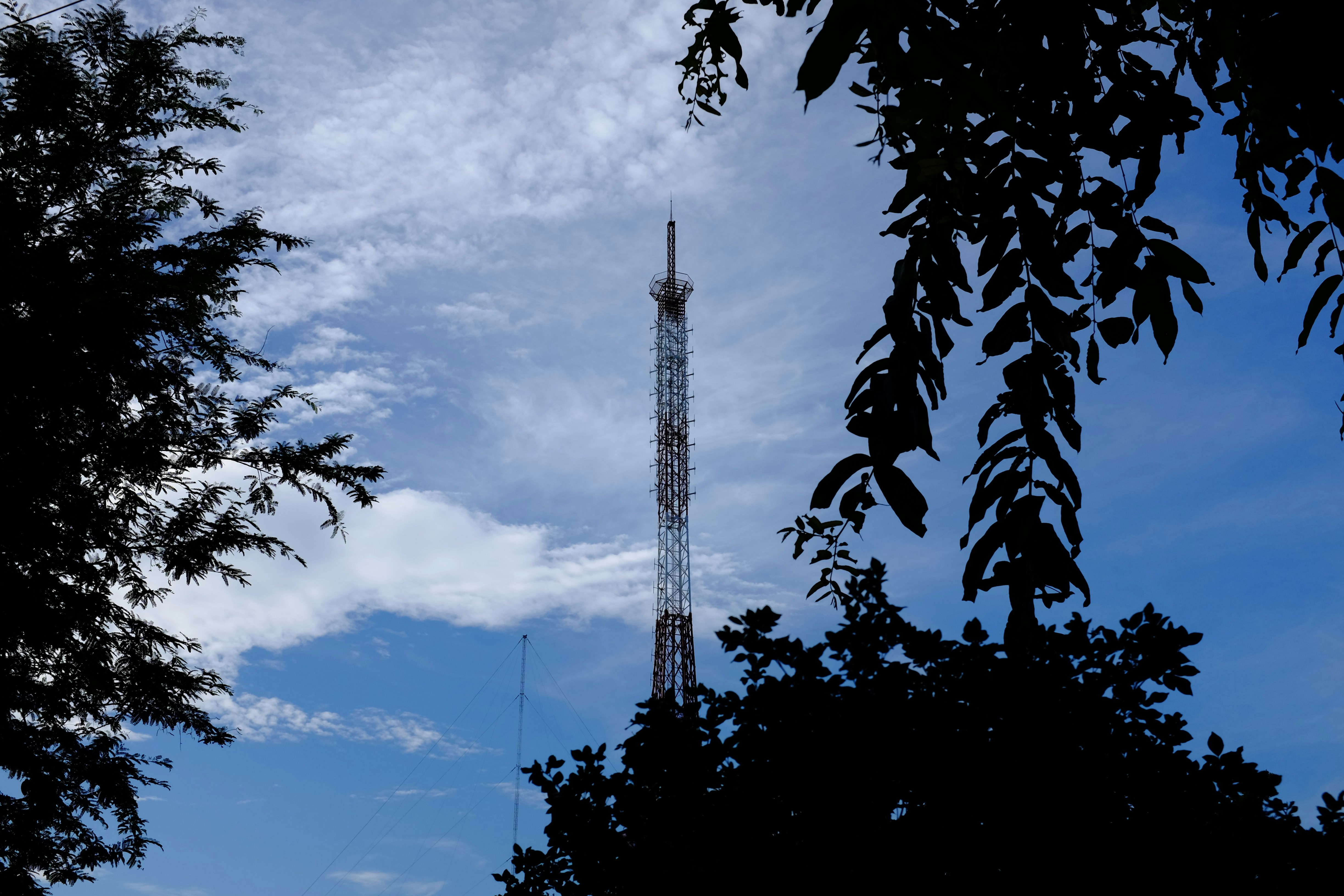 Tower Through the Canopy: A Skyward Lift in Blue