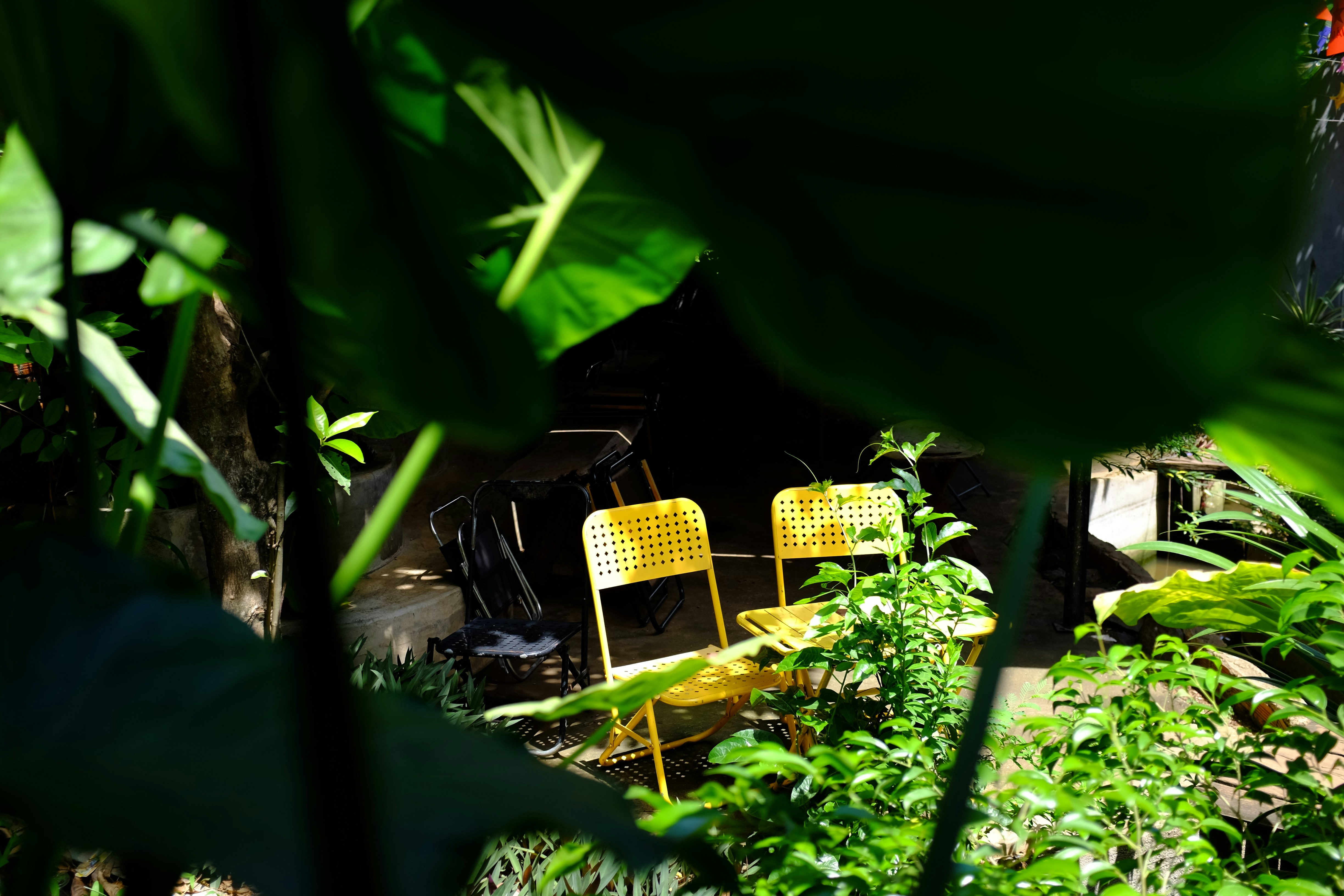 Sunlit Yellow Seats Emerging from a Lush Green Frame