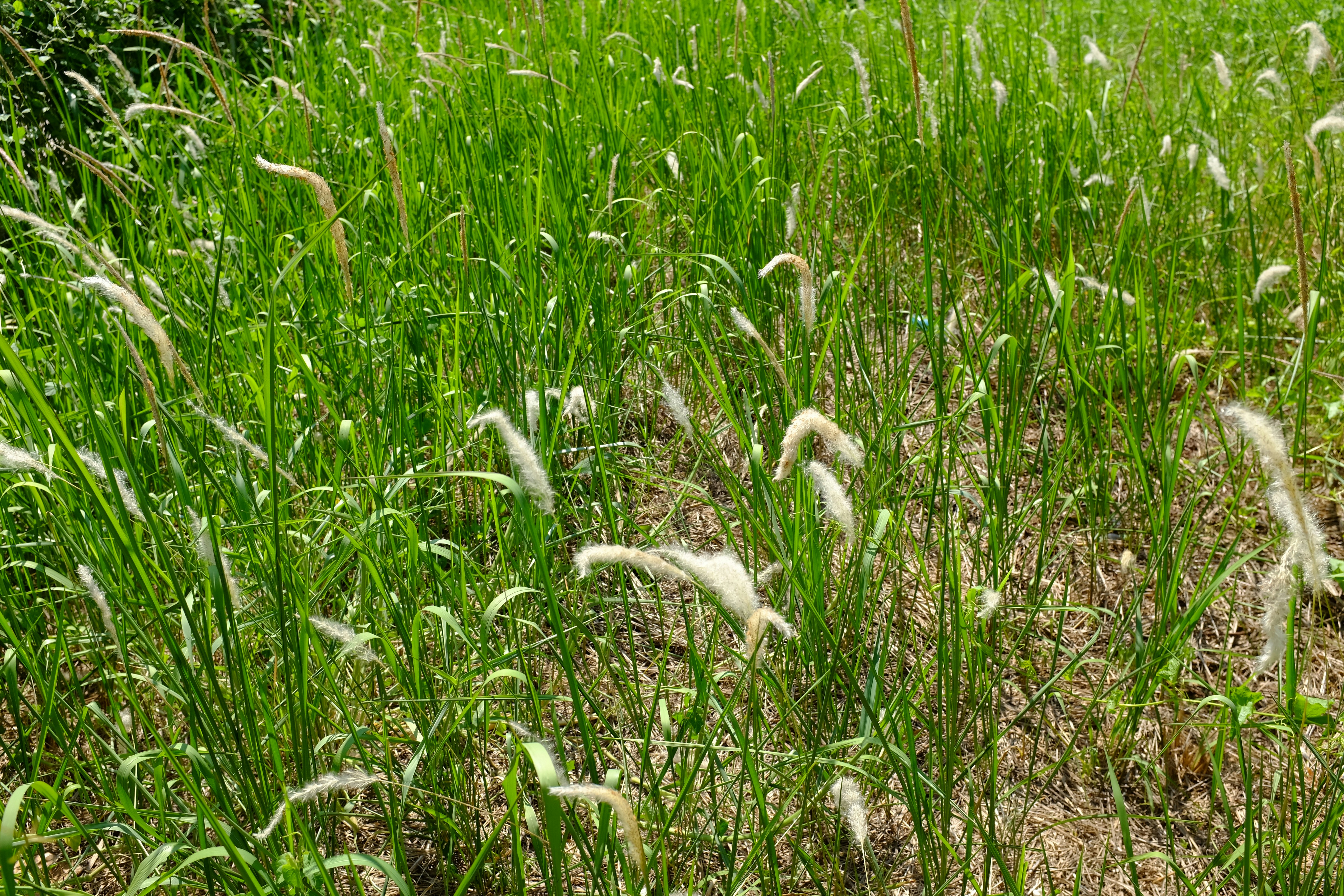 Dense green meadow with tall grasses and soft seed heads bathed in warm light, suggesting a calm, sunlit clearing.