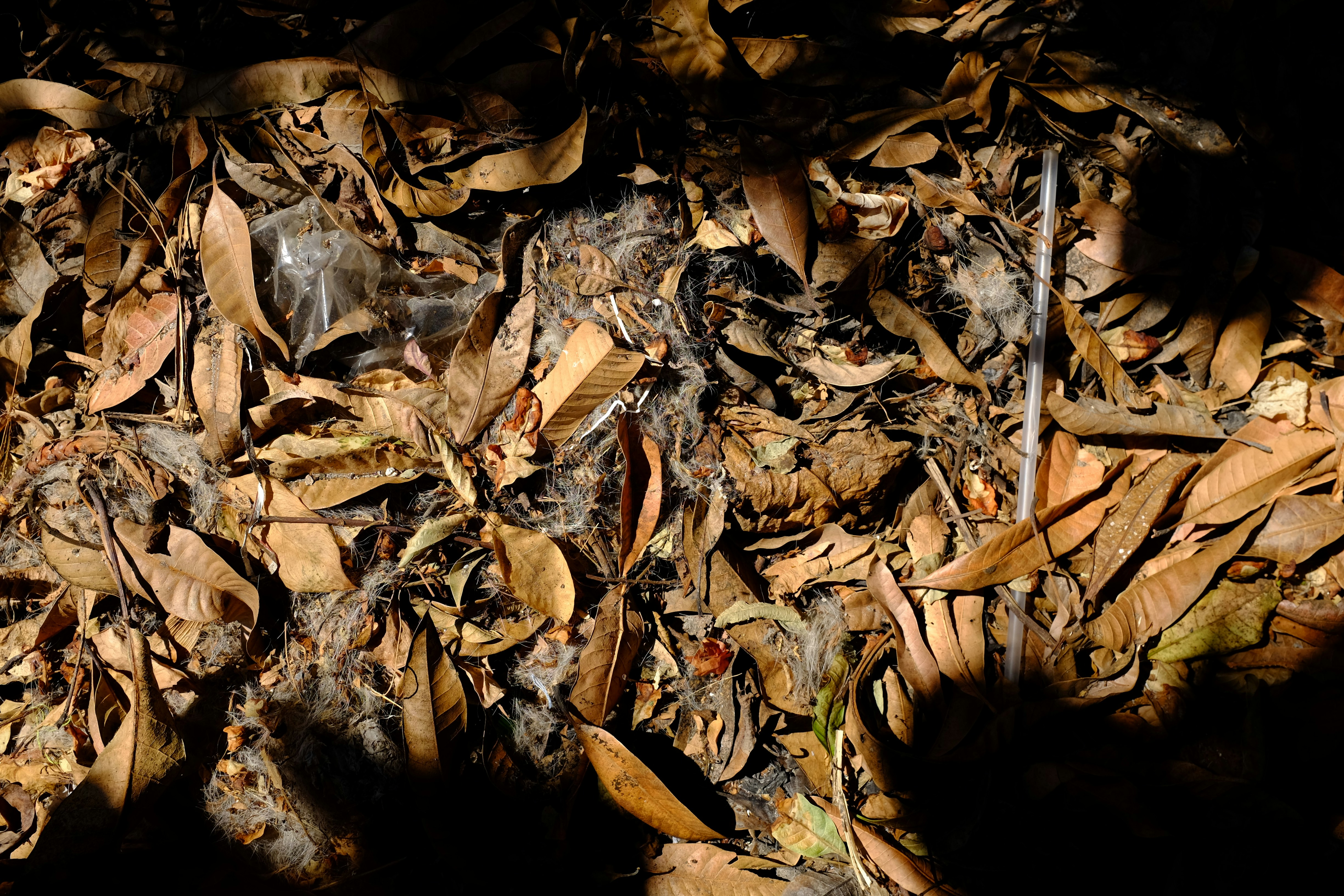 Leaf-litter debris and twig shadow on sunlit forest floor