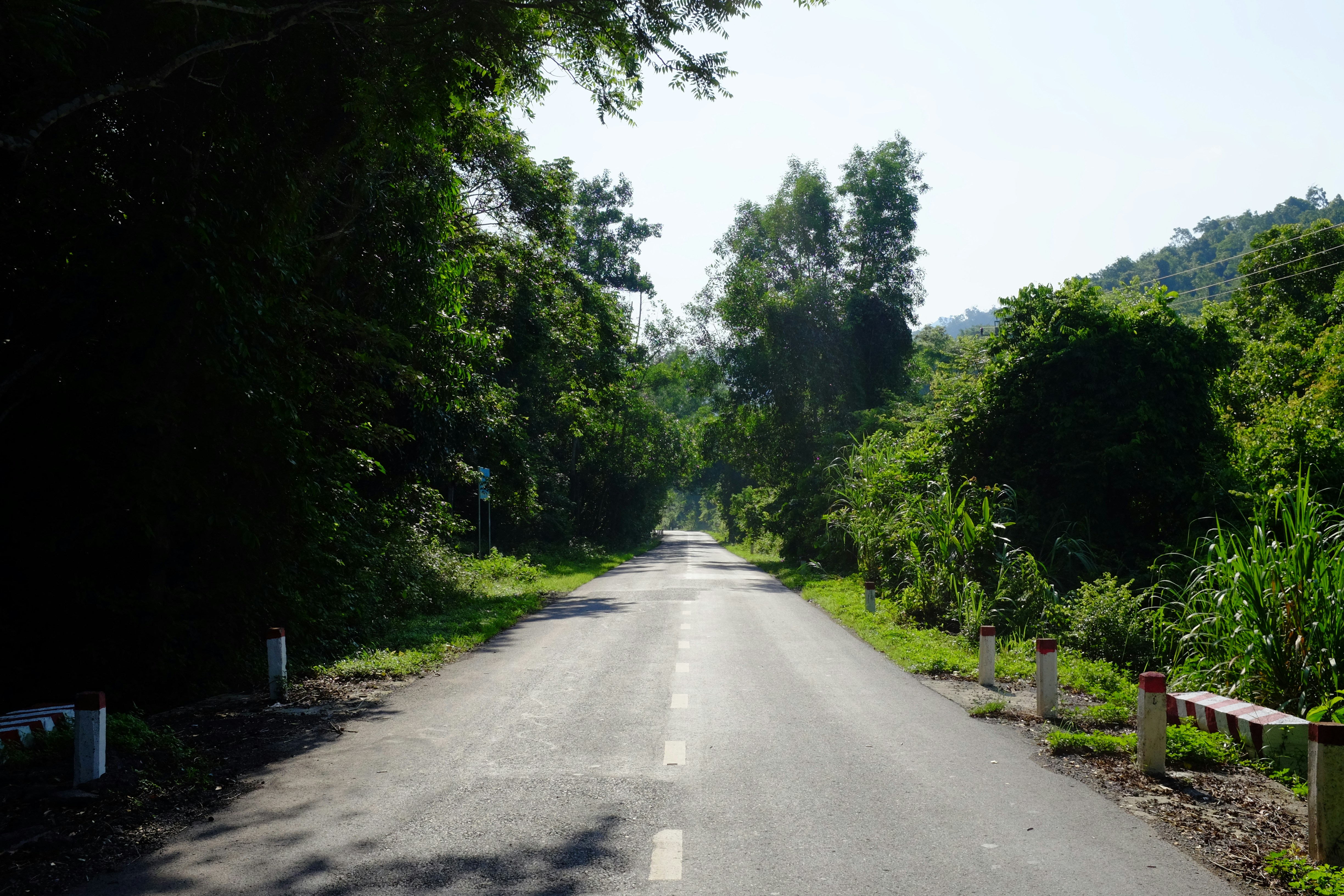 Sunlit Rural Roadway Stretch: A Quiet Drive Through Green Veils