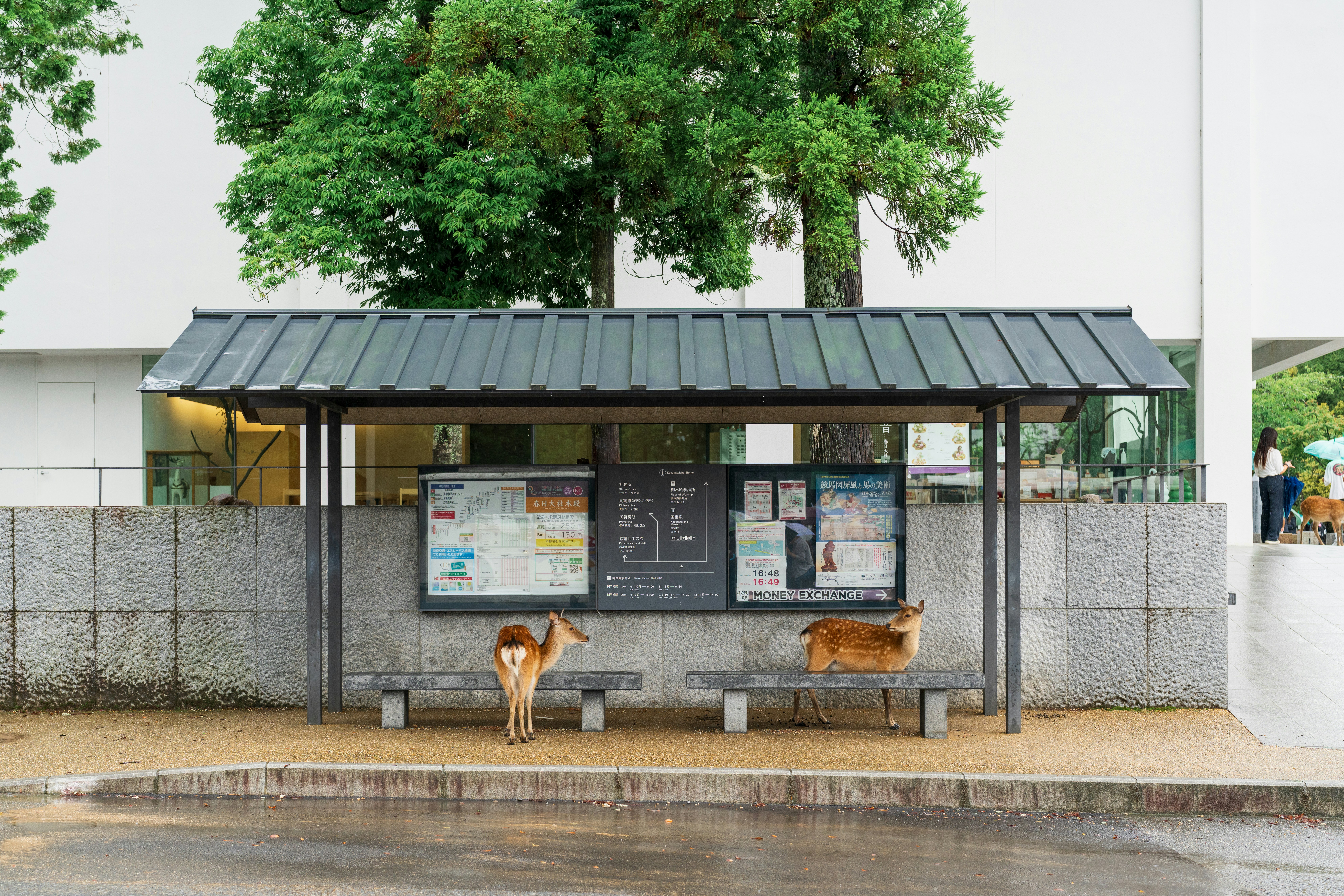 Two Dogs at a Bus Shelter Waiting Under a Green-Leafed Canopy