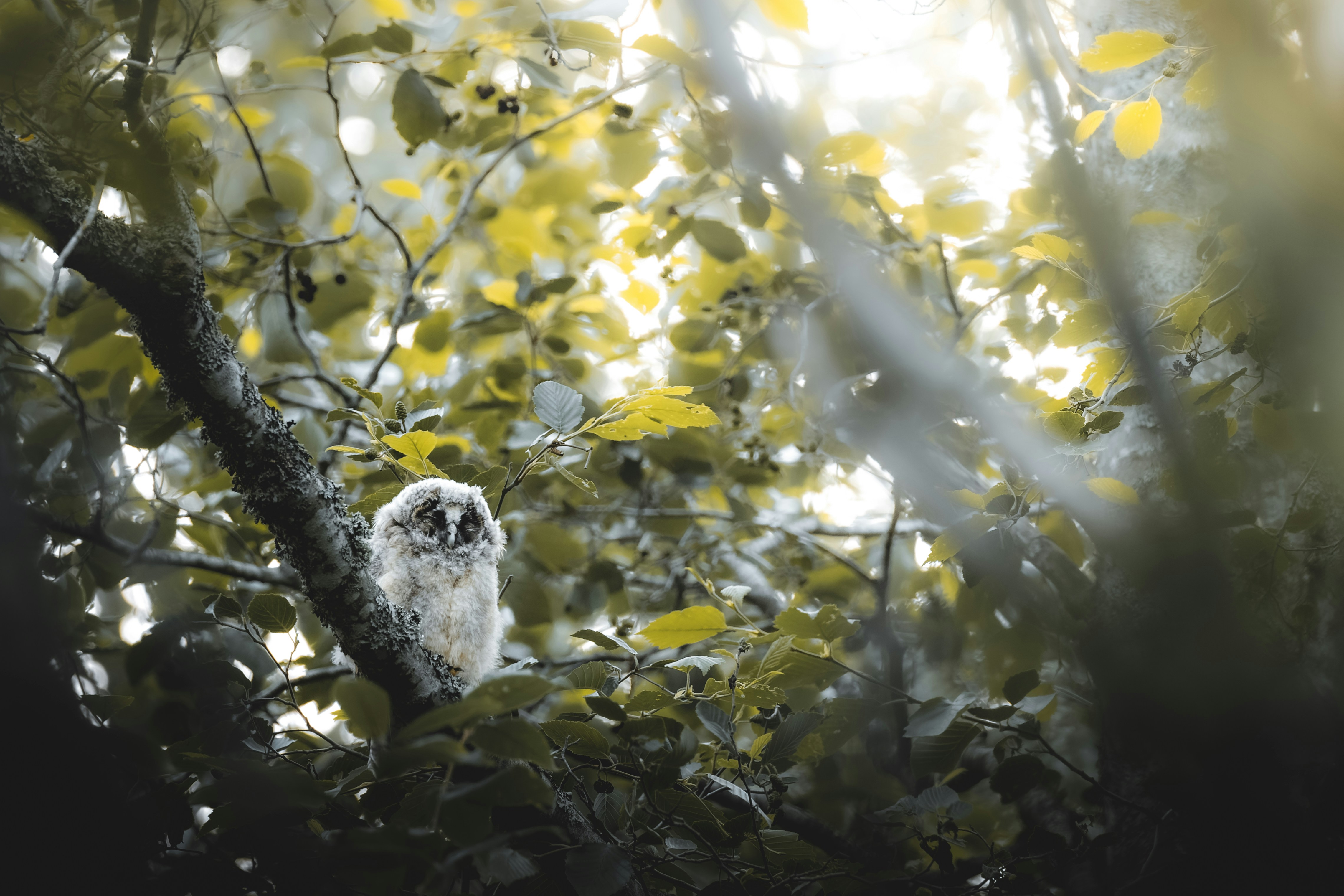 Silent Watcher in the Canopy