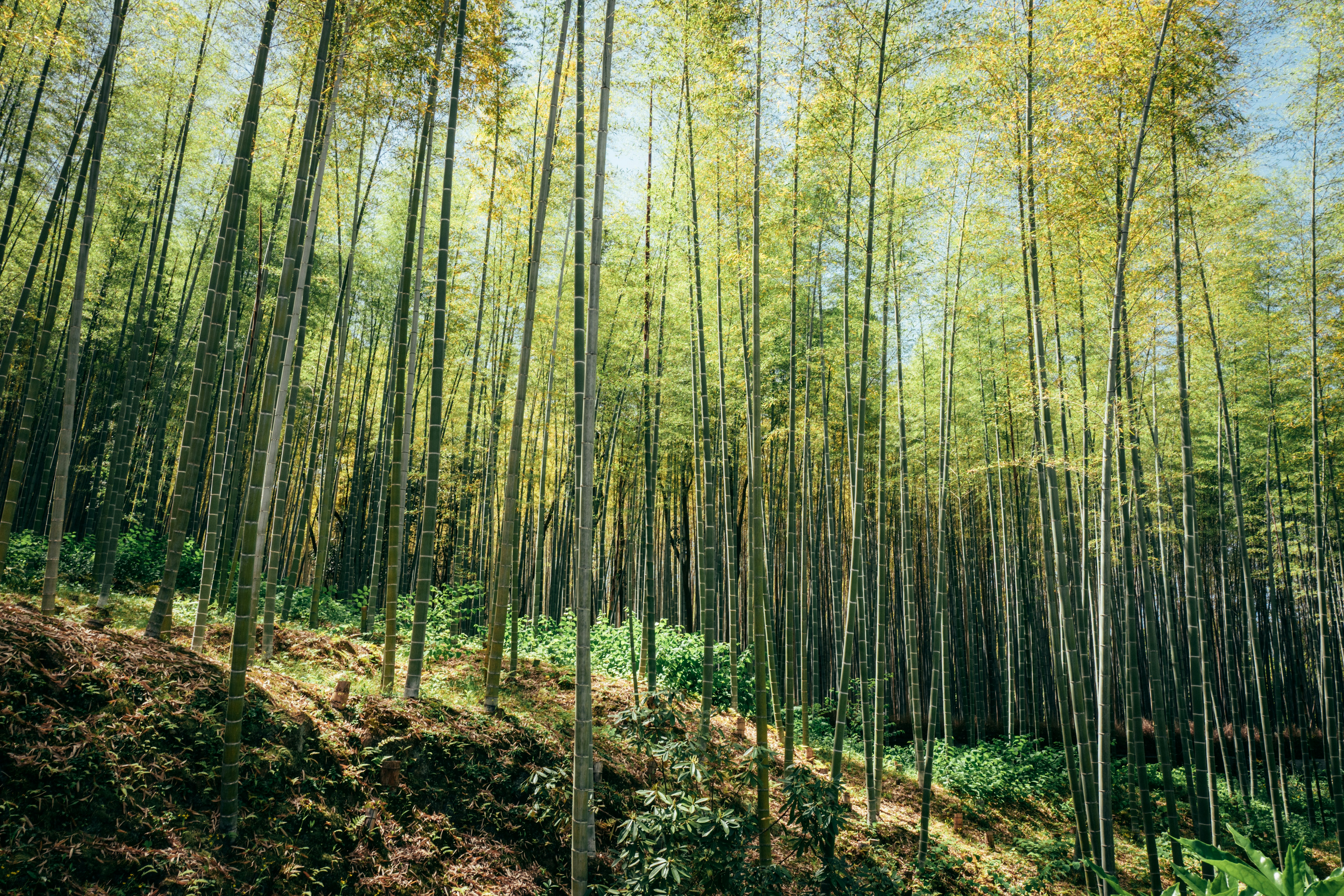 Sunlit Bamboo Aisle: Quiet Geometry of a Forest Corridor