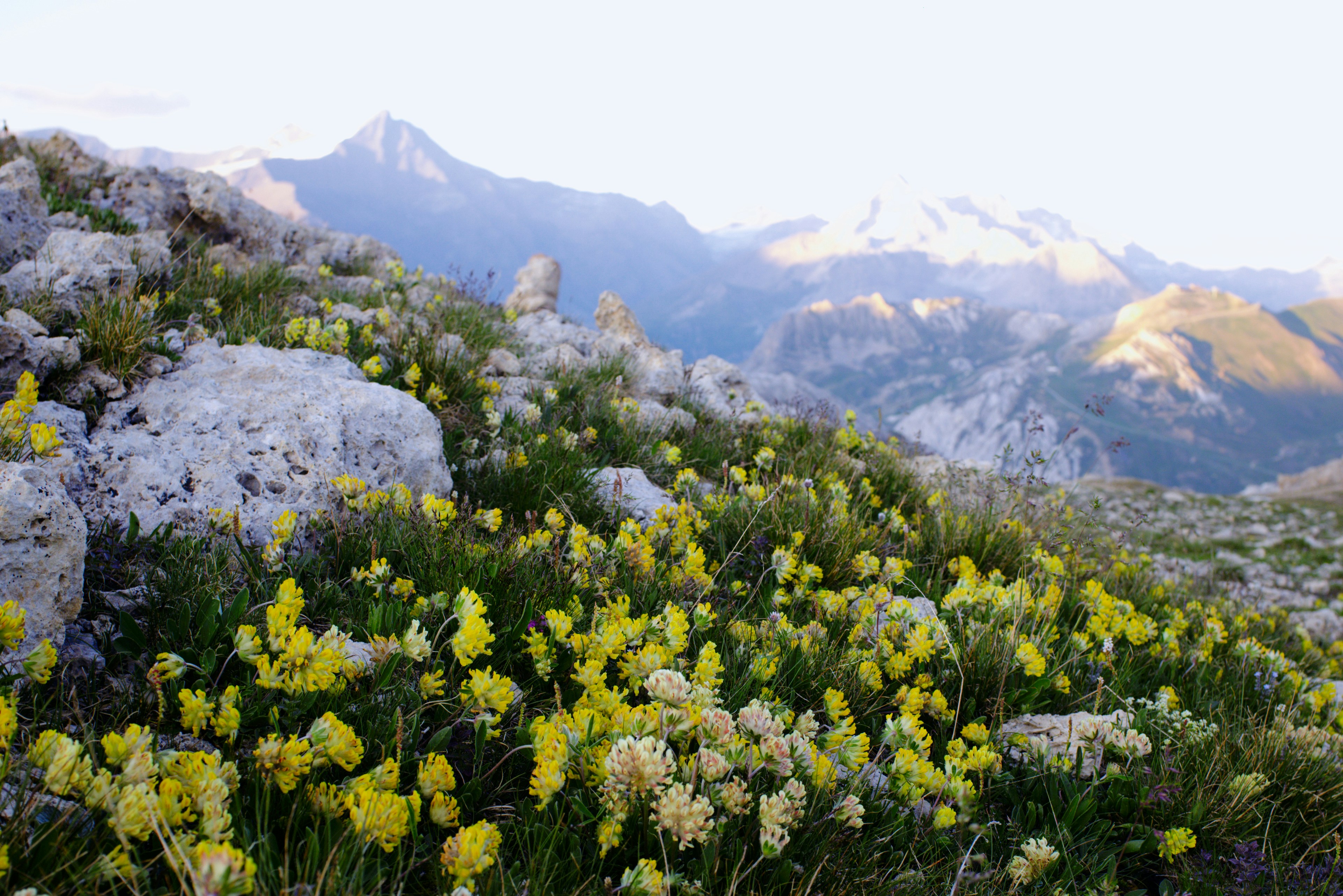 High Alpine Meadow in Bloom Under Distant Peaks