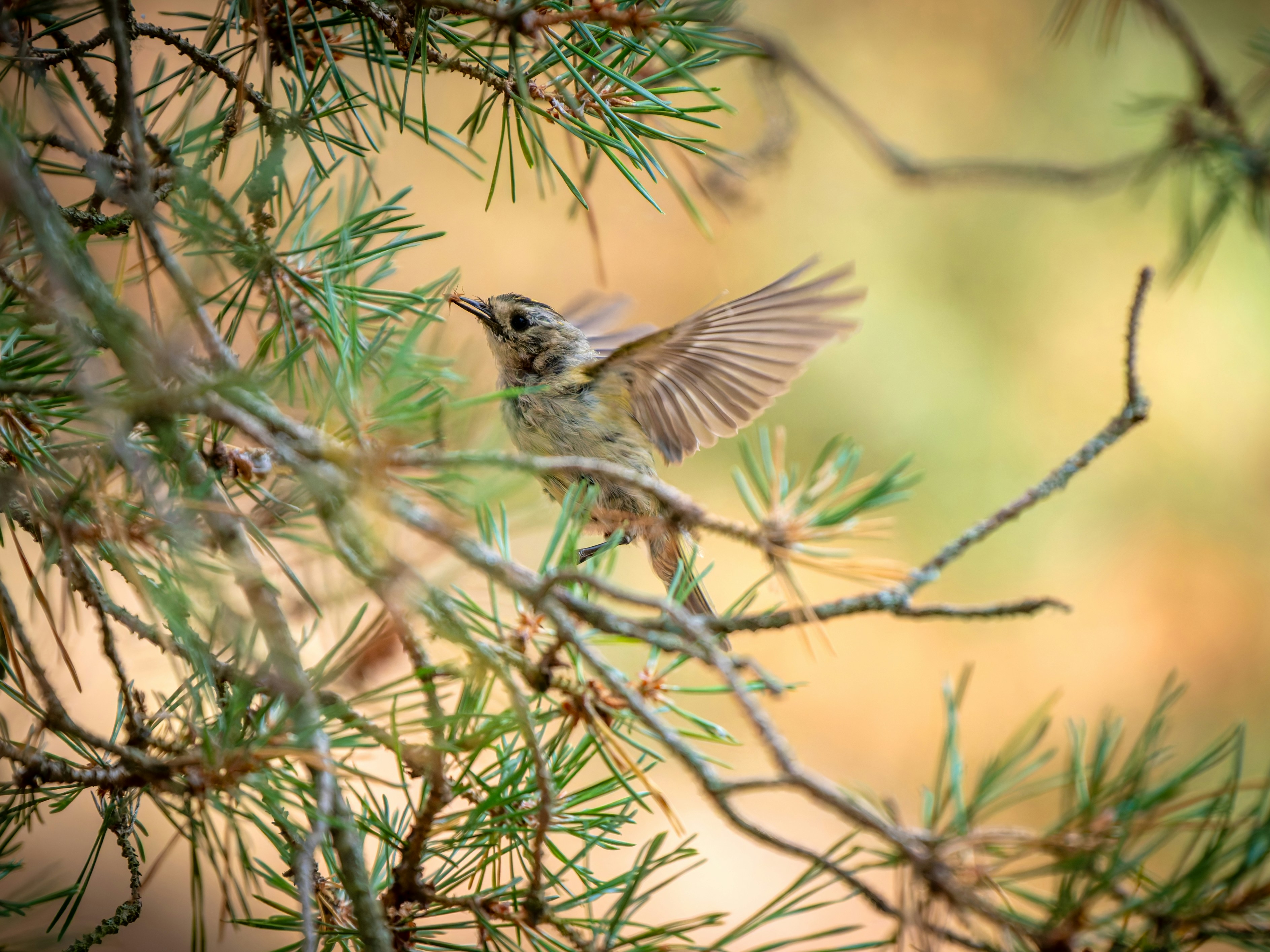 A small hummingbird hovers among pine needles with a soft, sunlit bokeh backdrop.