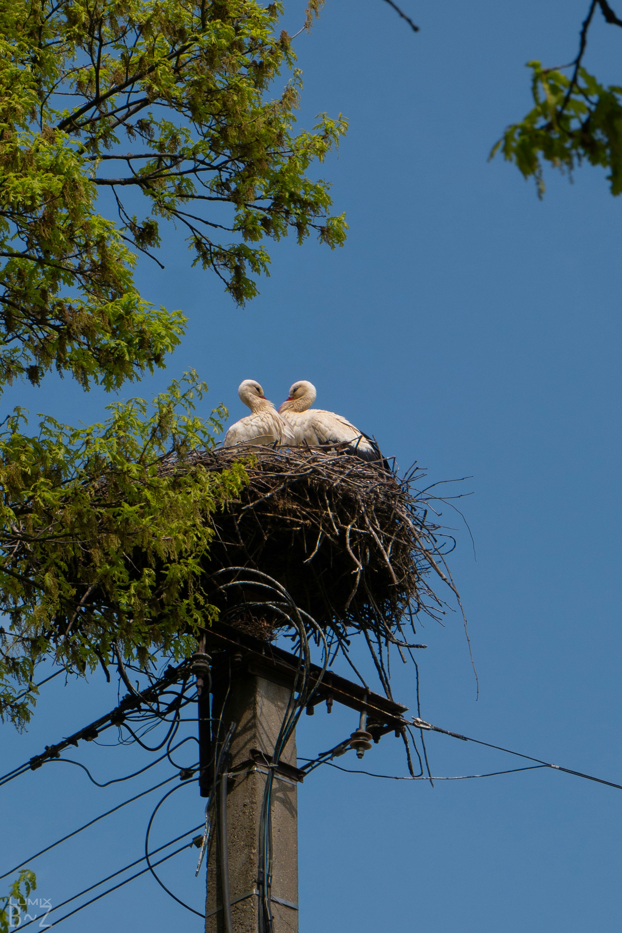 Two Starlings on a Nest Crowned by Branches Against a Clear Blue Sky