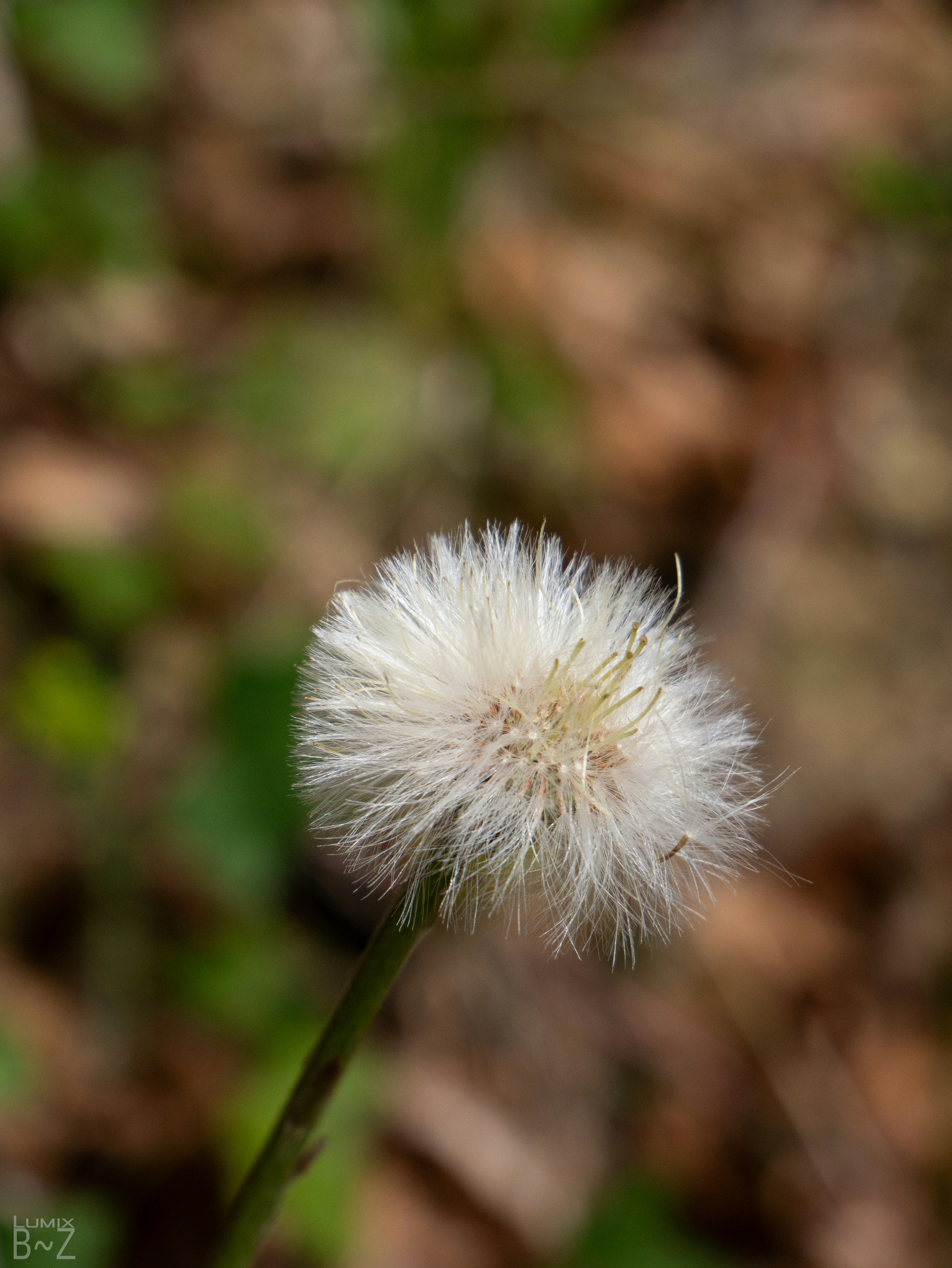 Dandelion Puff in Soft Focus: A Quiet Moment of Fragile Detail