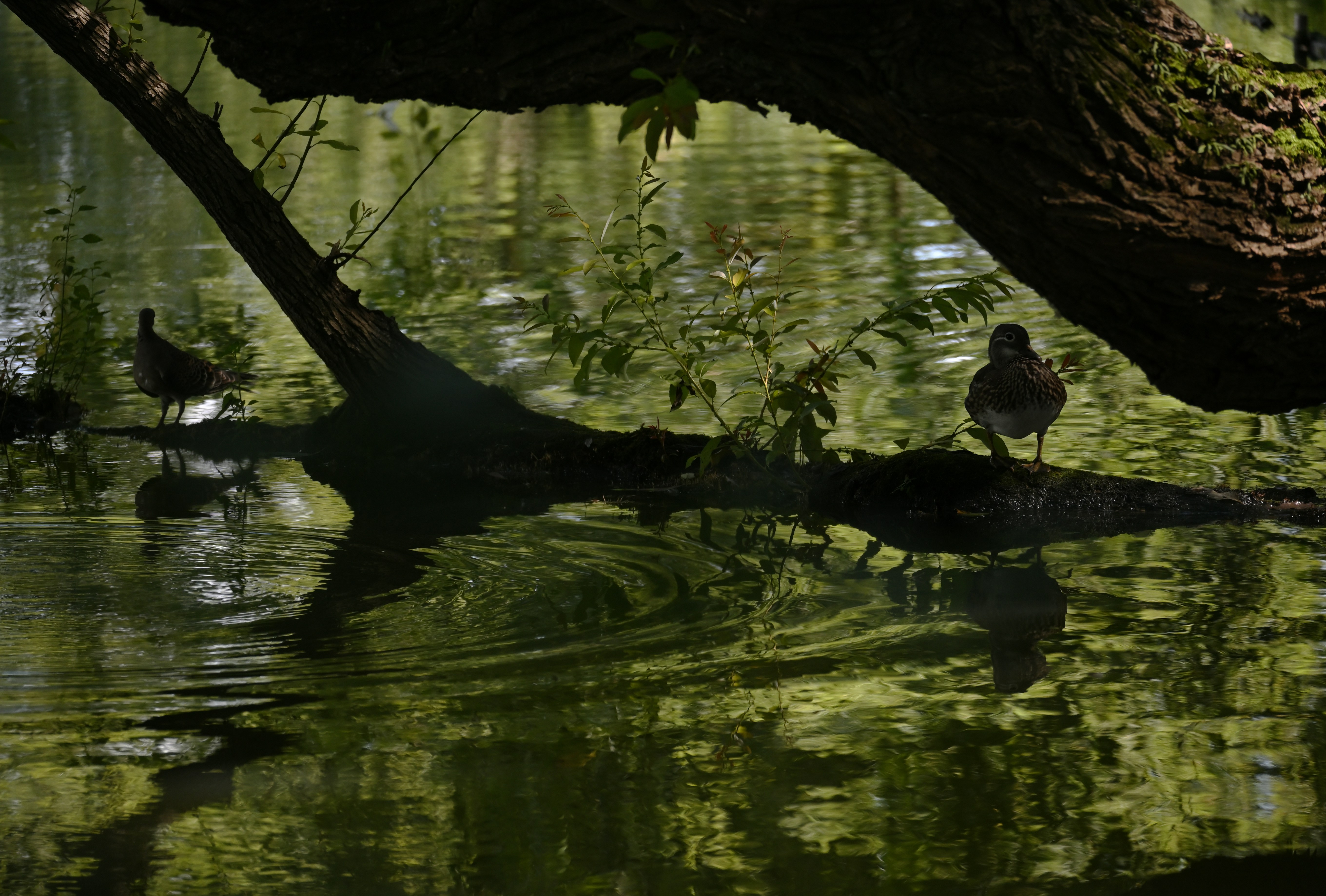 Shadowed Perch: A Silhouette Amid Pond Reflections