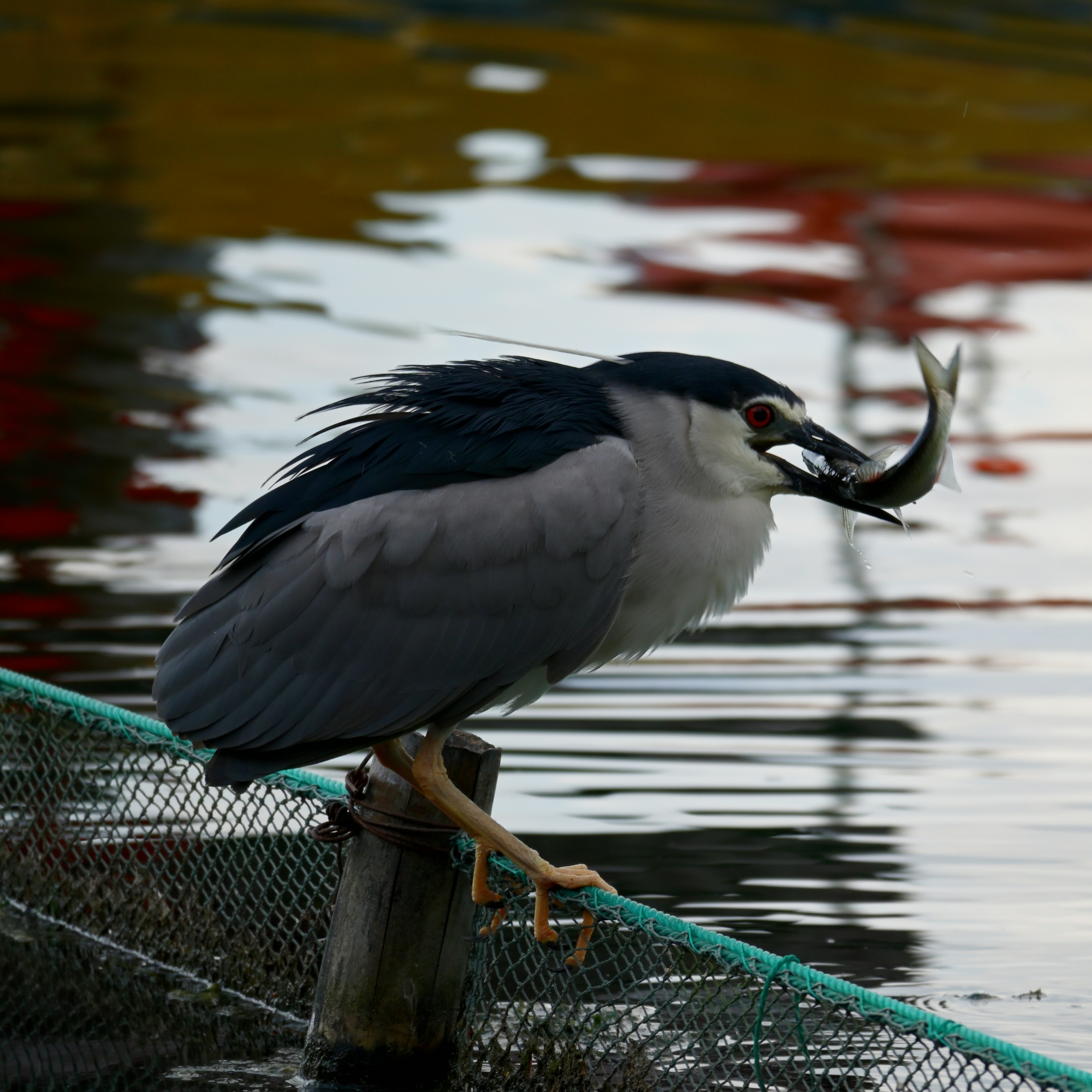 Heron with Catch: A Portrait of Precision by the Water