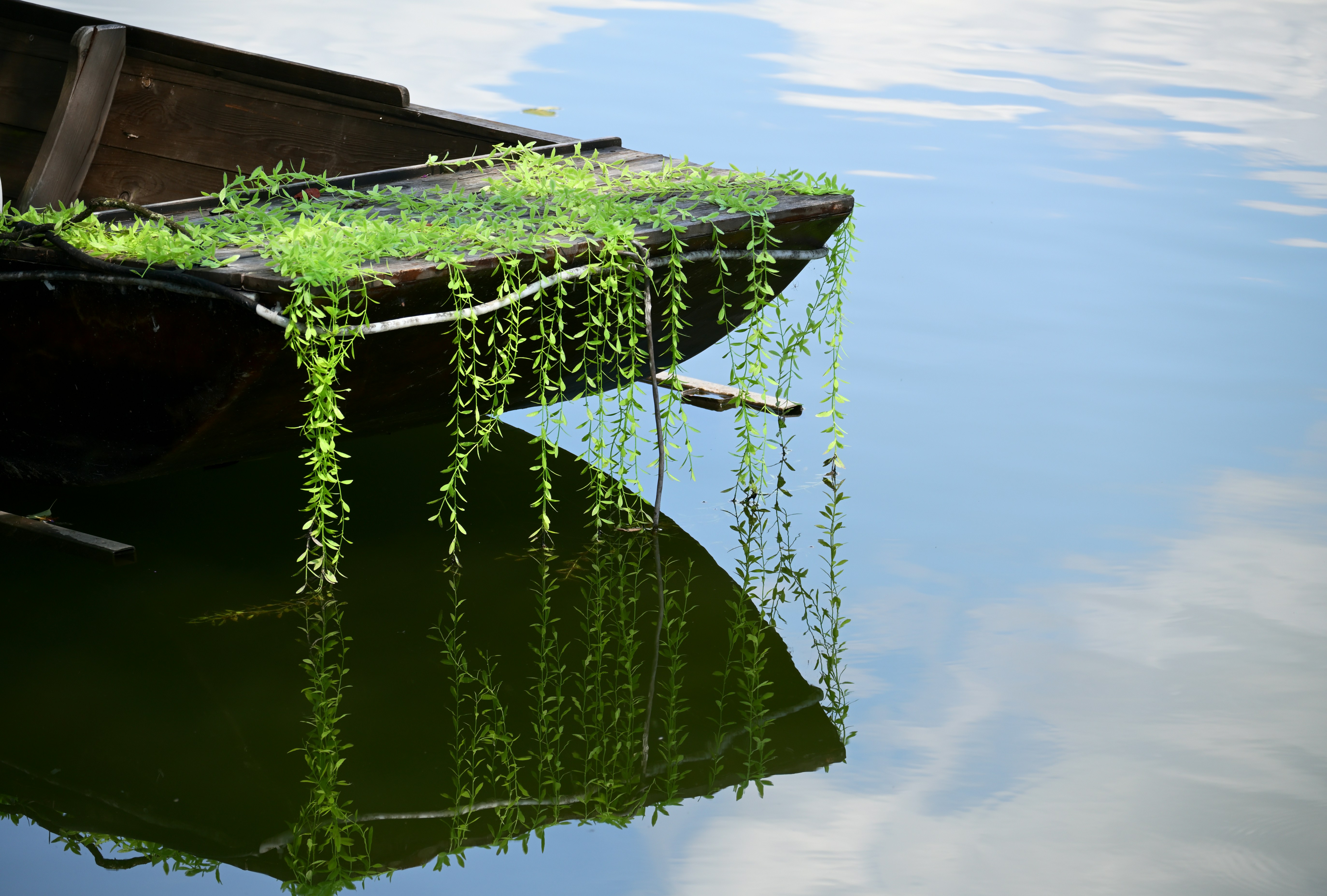 Verdant Drapes Over a Quiet Boat: A Serene Riverscape