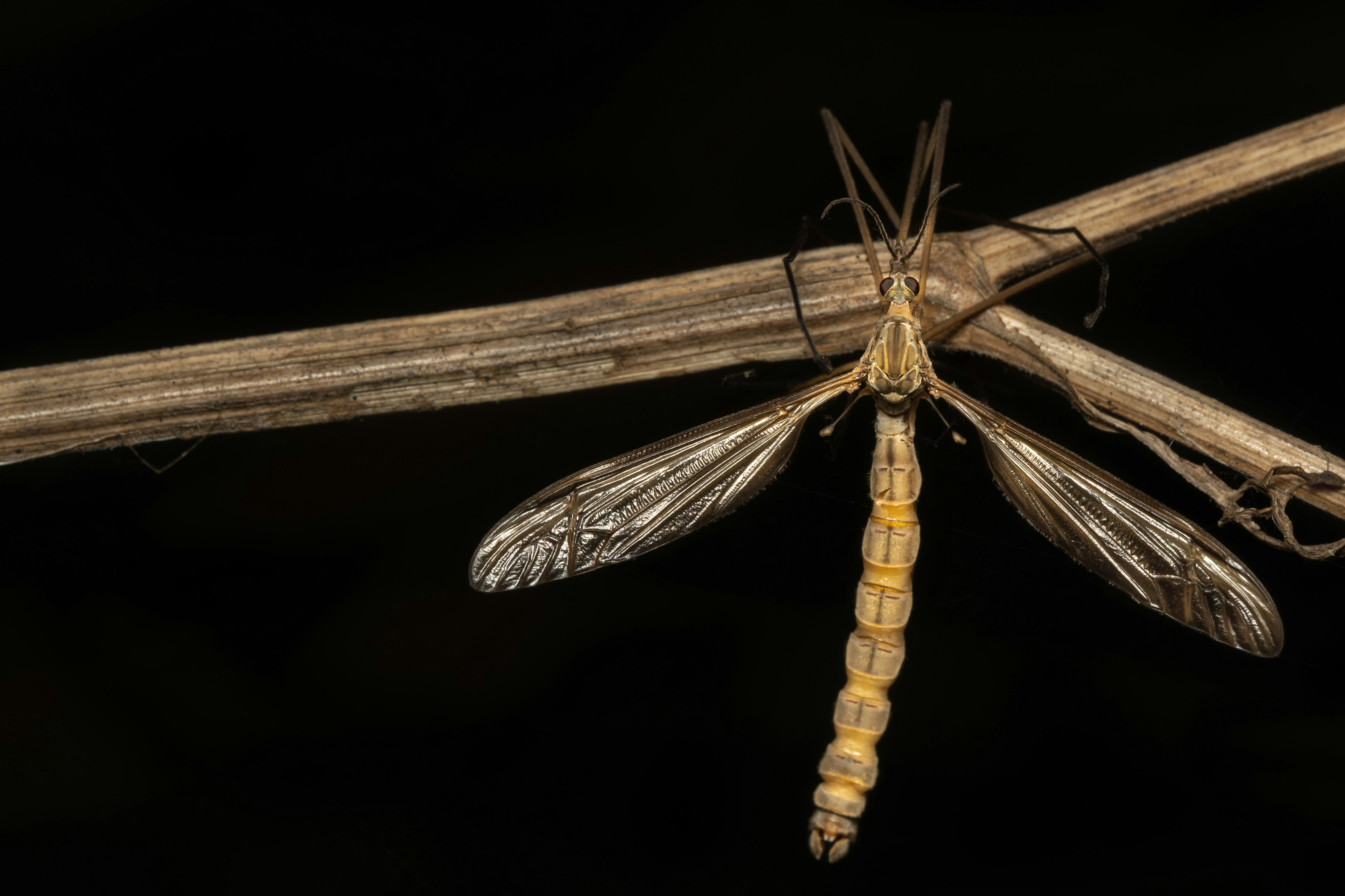Amber-Striped Dragonfly on a Withered Twig