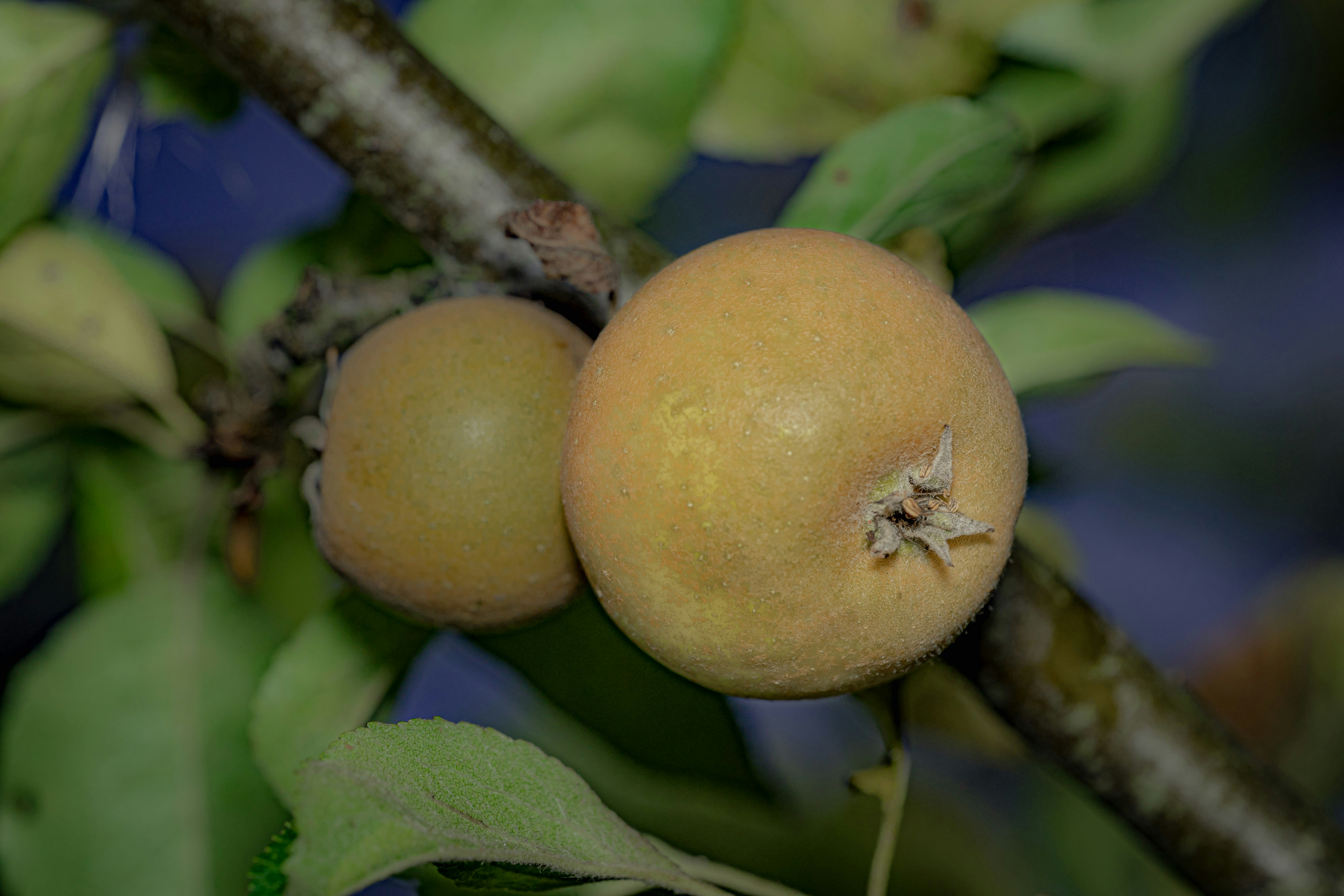 Sunlit Apricot Duo on a Branch