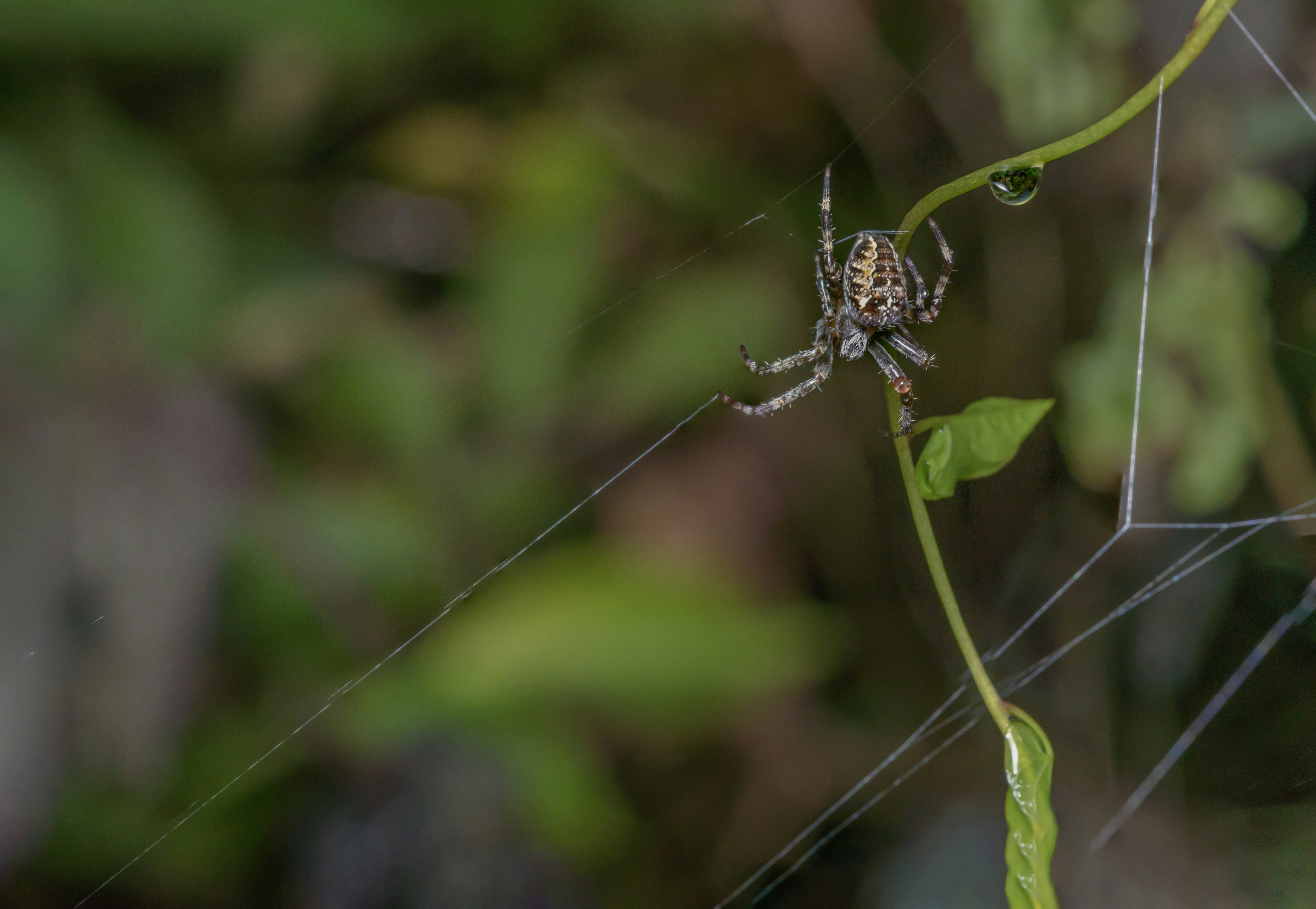 Webbound Sentinel: A Spider on Delicate Silk