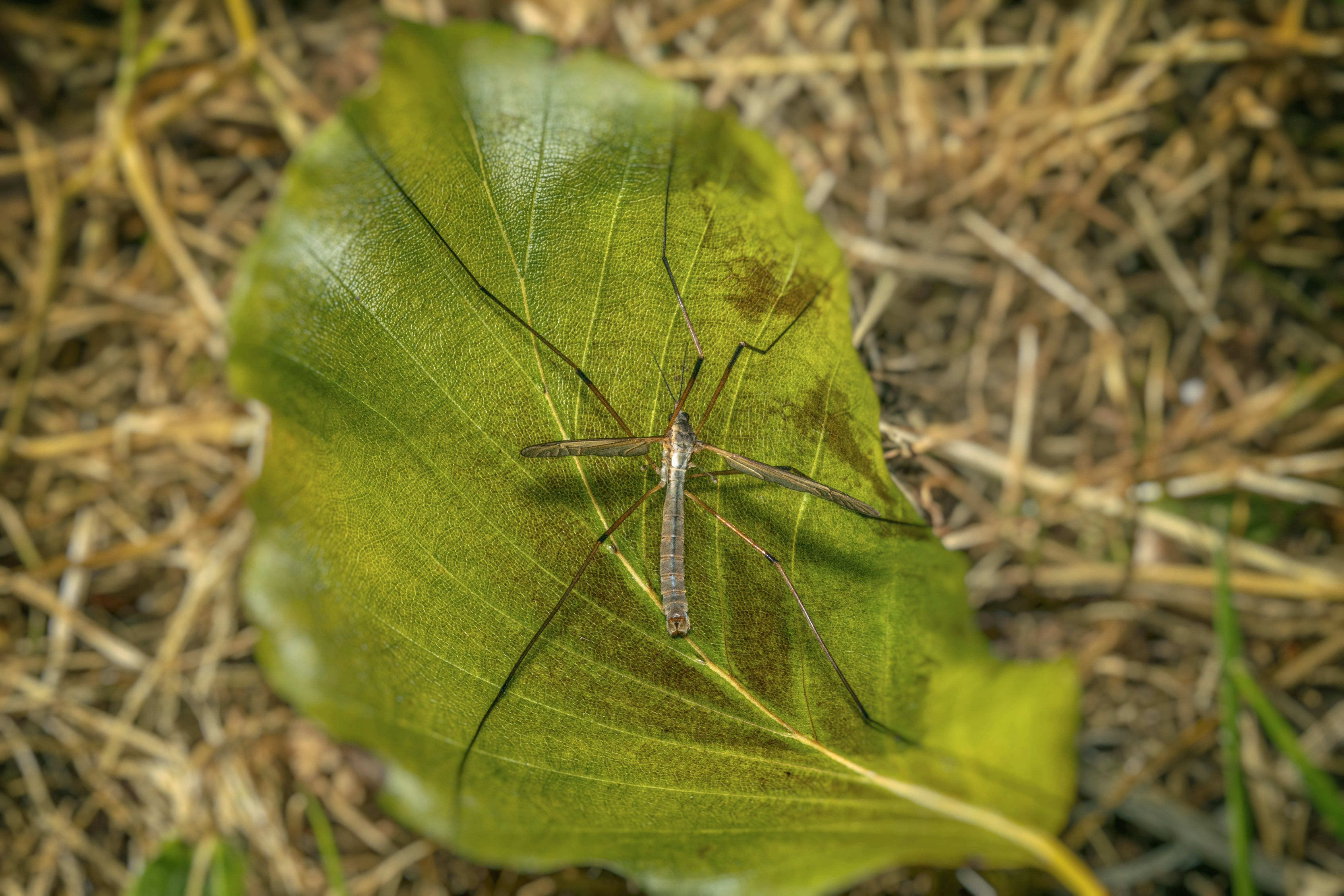 Leaf-Top Mosaic: A Crane Fly on a Desert Leaf