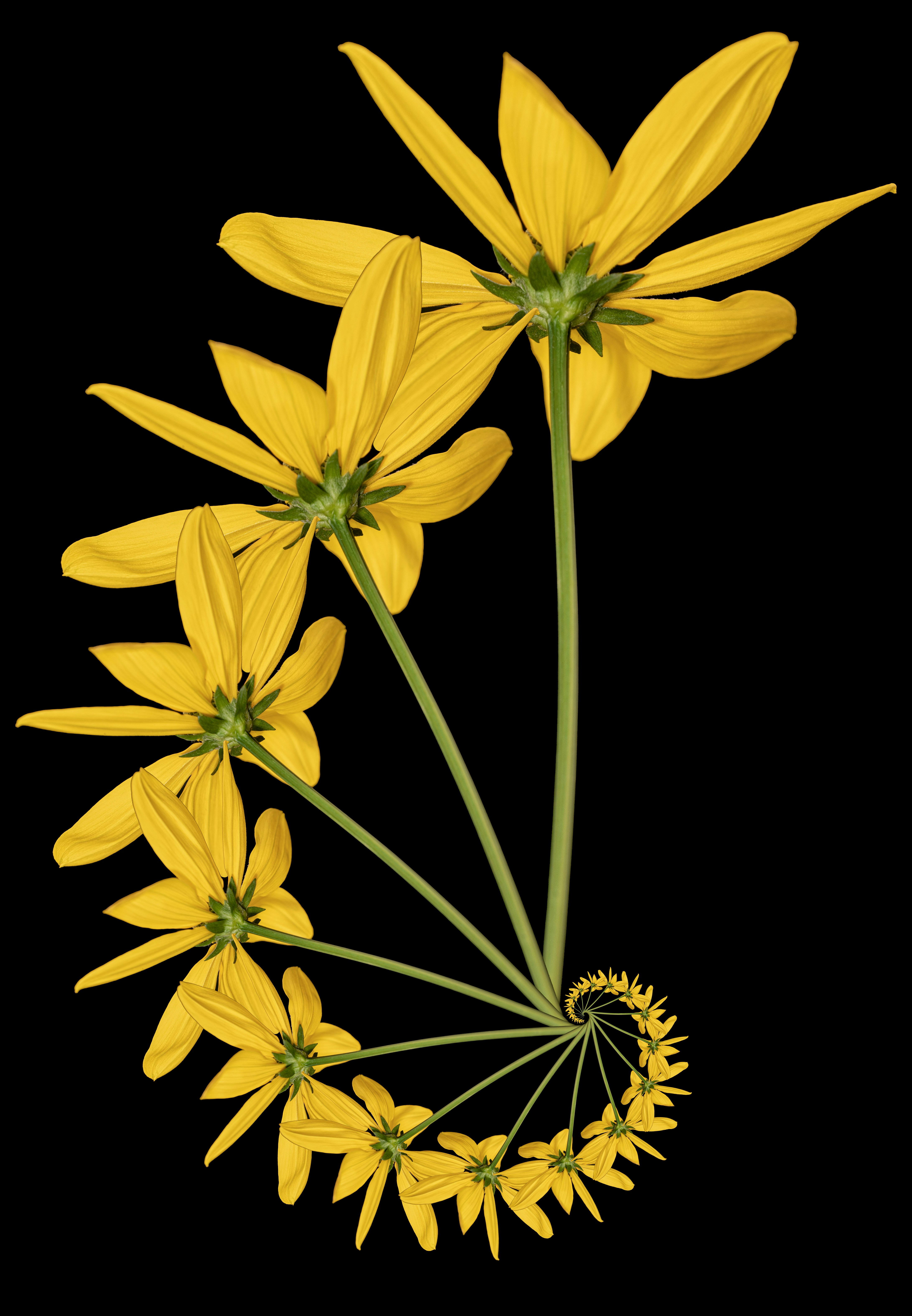 Coiled Spiral of Golden Blooms Against Night