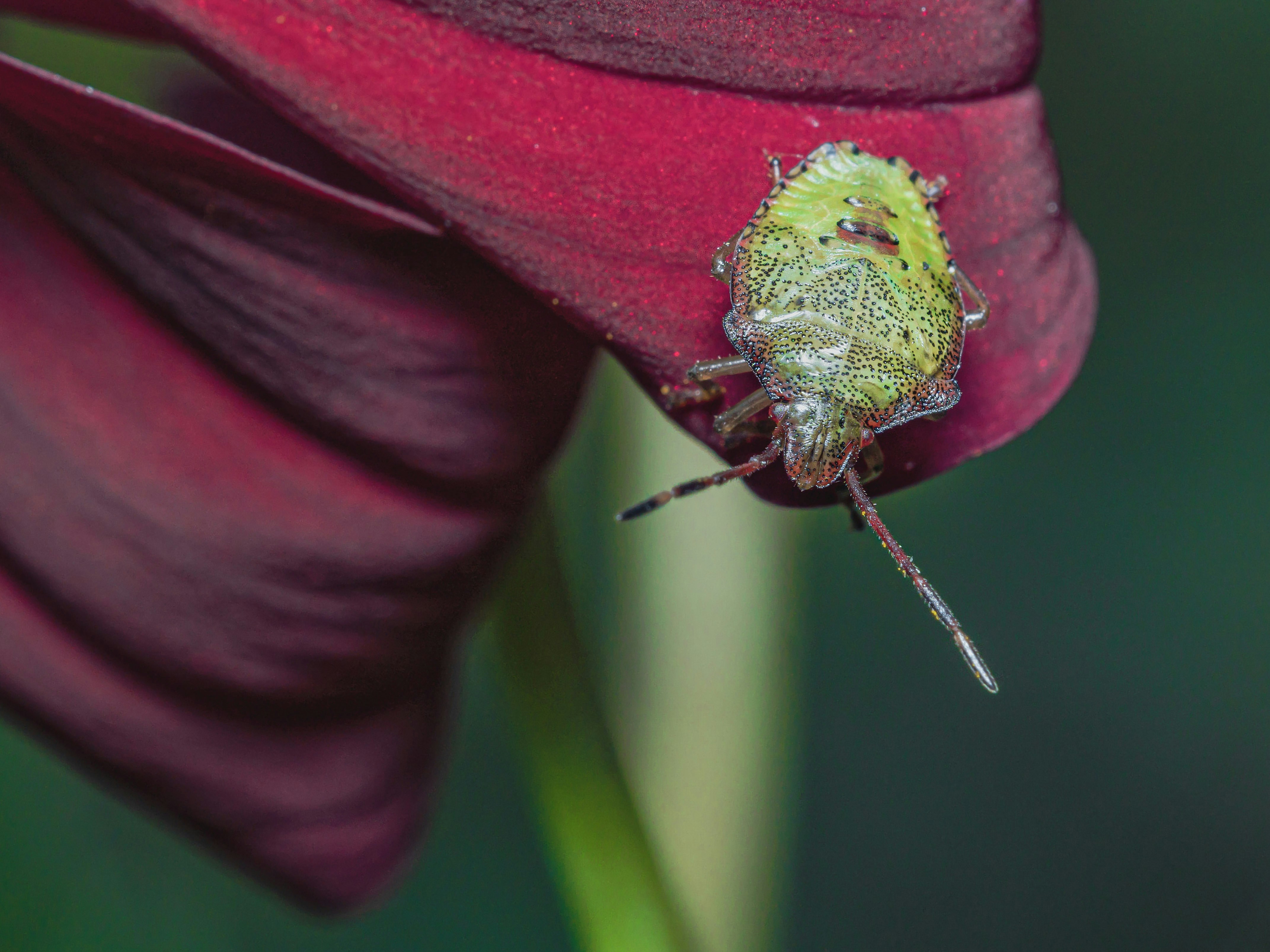 Emerald Shield: a leaf-green bug on a crimson petal