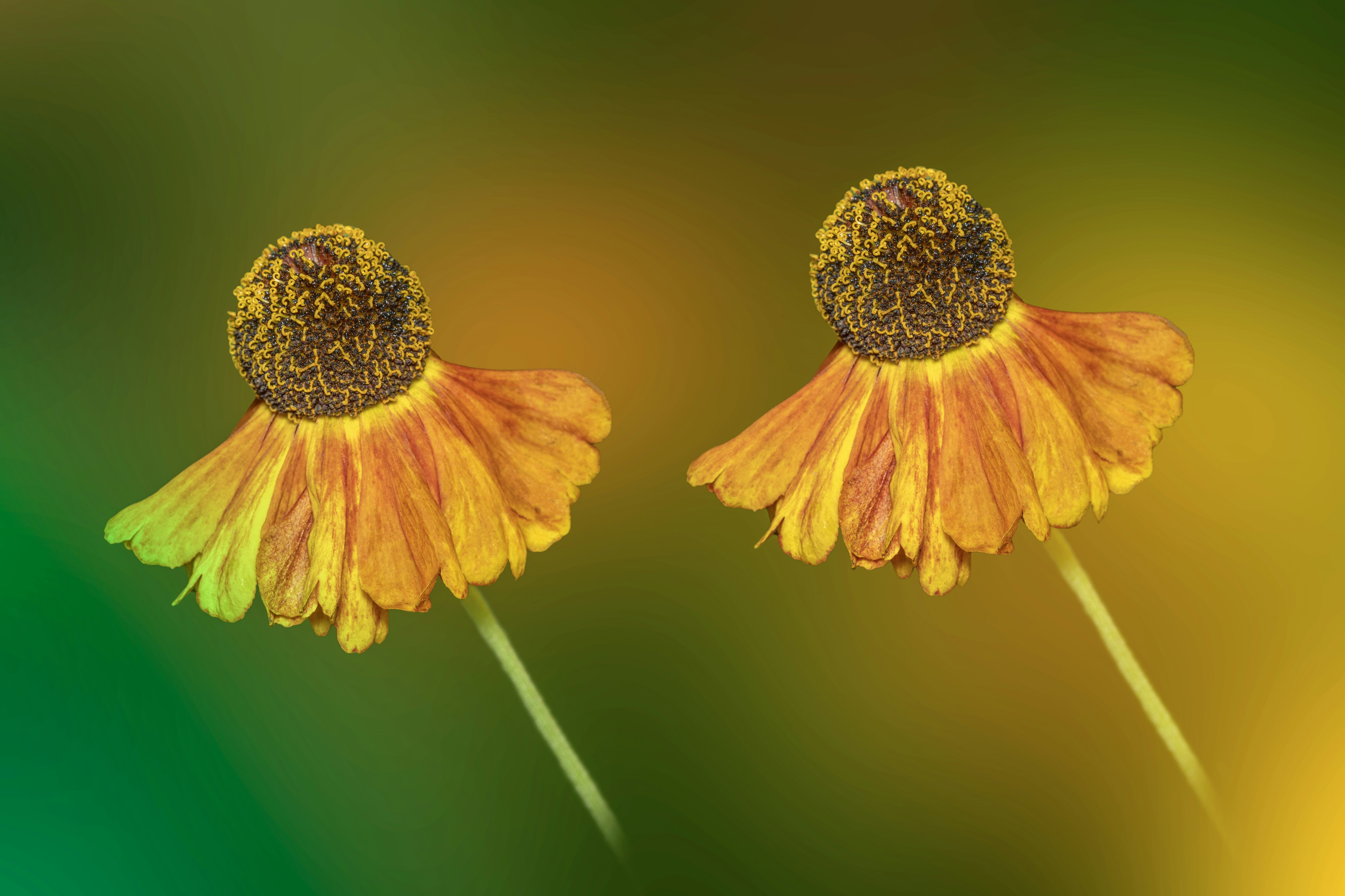 Twin Primaries: Two Dainty Daisy Heads in Soft Backlit Blur