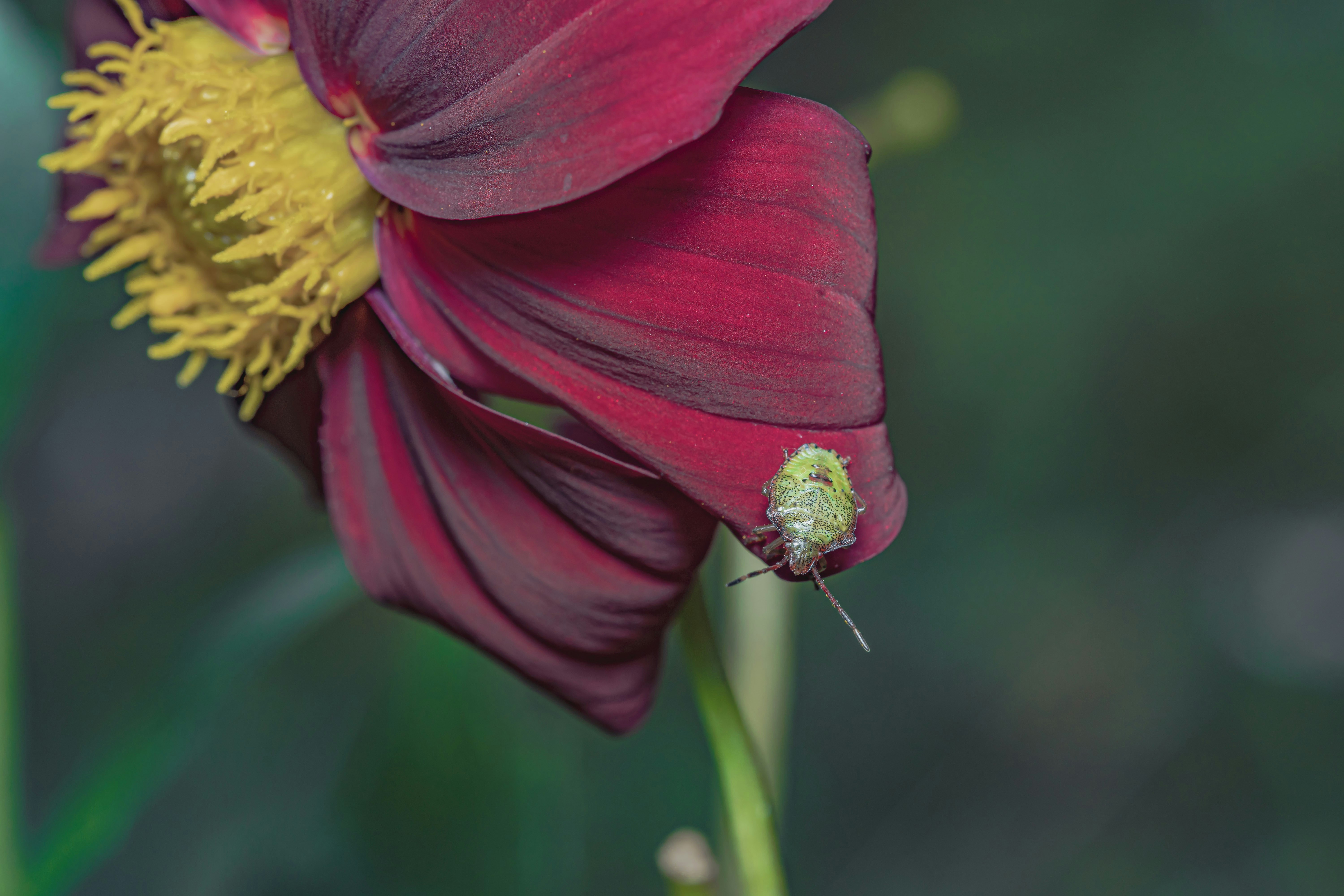 Petal Choir: A Crimson Bloom and a Tiny Adversary