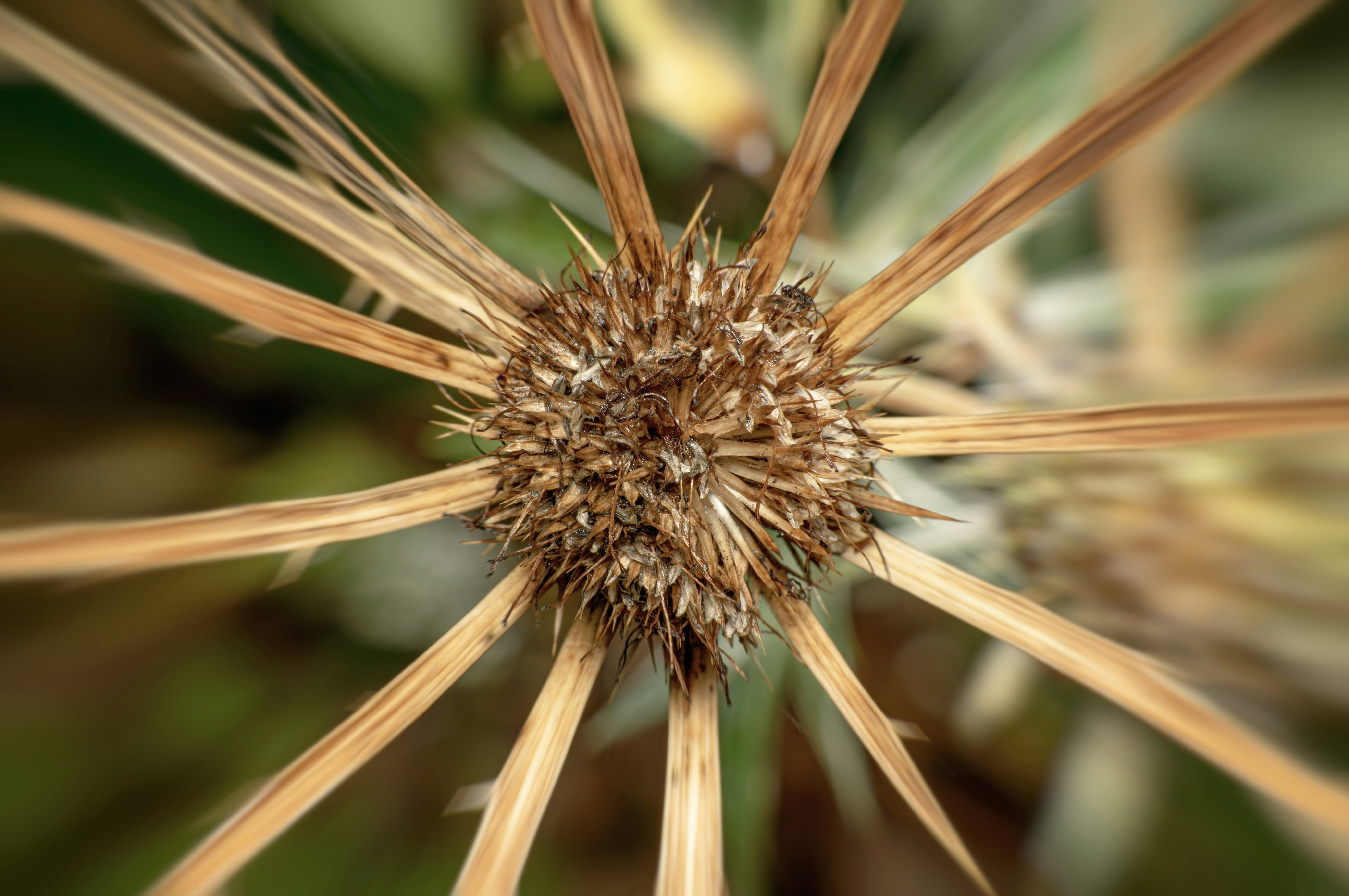 Spiky Center: A Sunlit Seedhead Radiating Keratinous Spurs